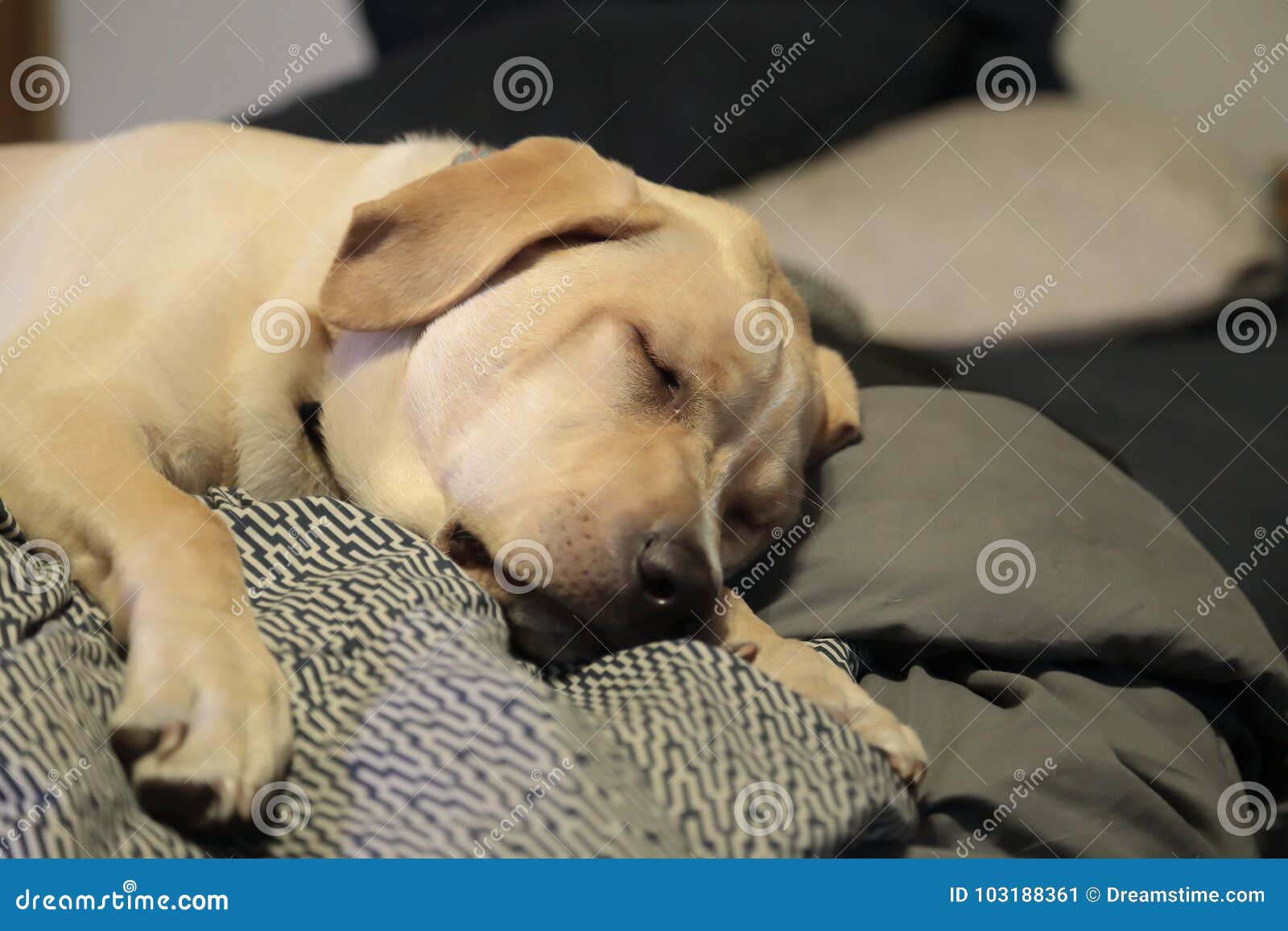 Yellow Lab Puppy stock image. Image of exhausted, tired - 103188361