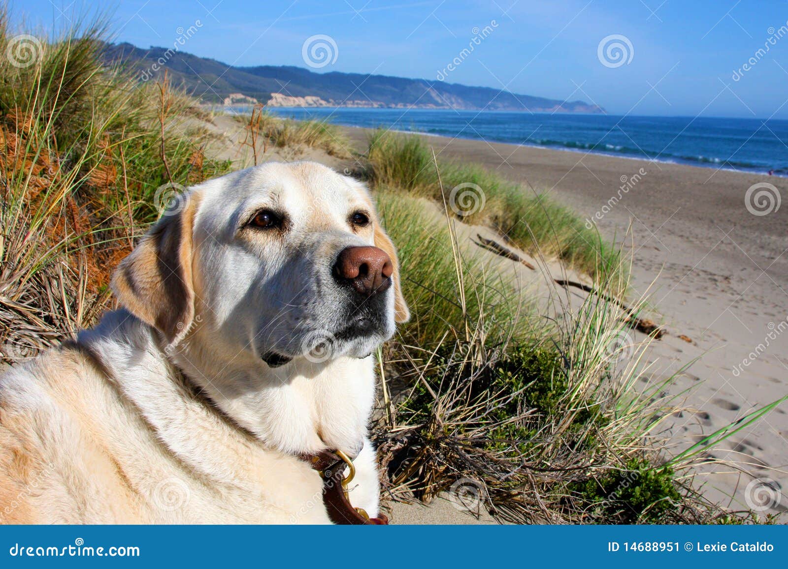 Yellow Lab Relaxing at Beach. Stock Image - Image of labrador, beach ...
