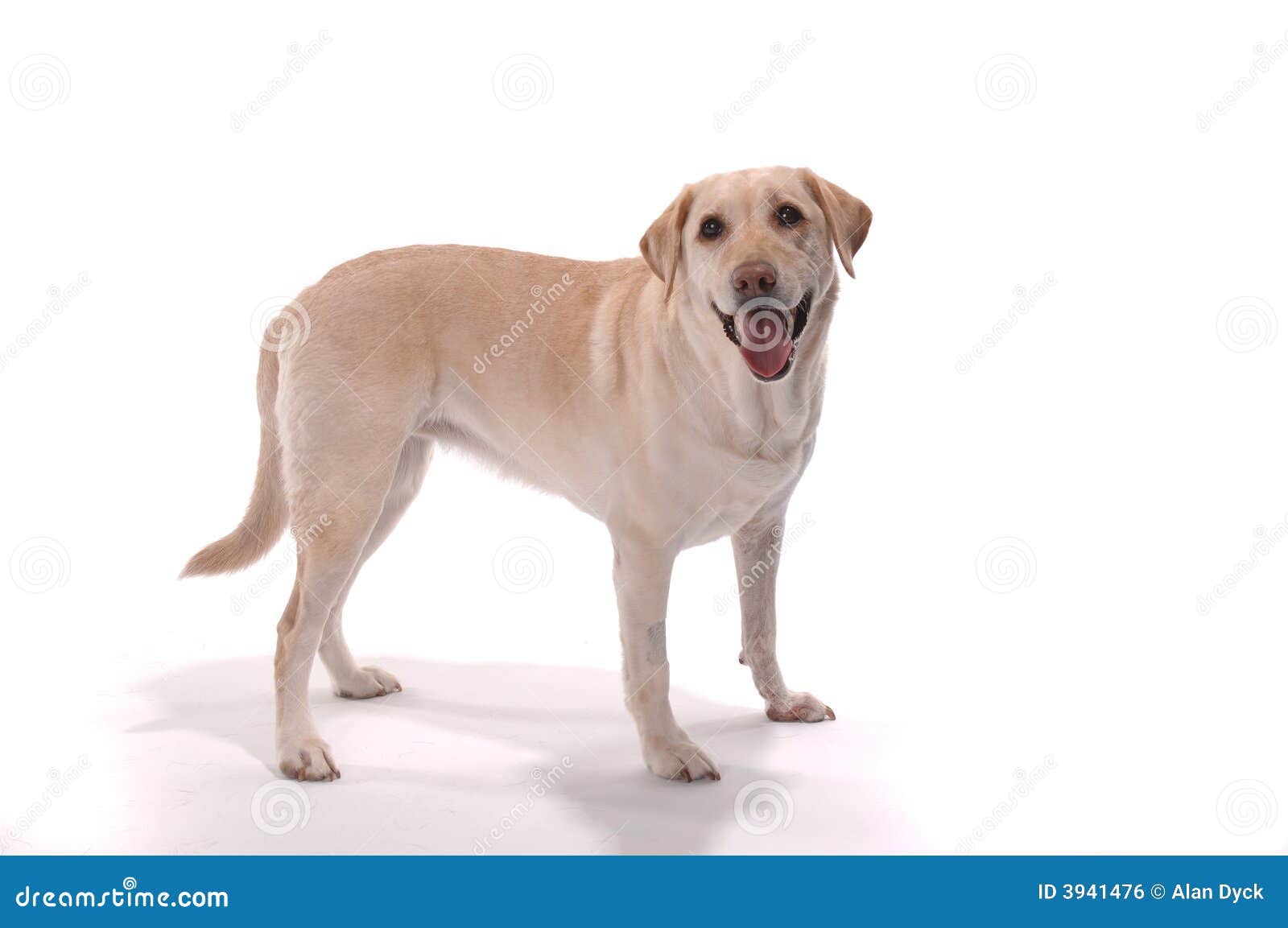 Why Are Some Yellow Labs White