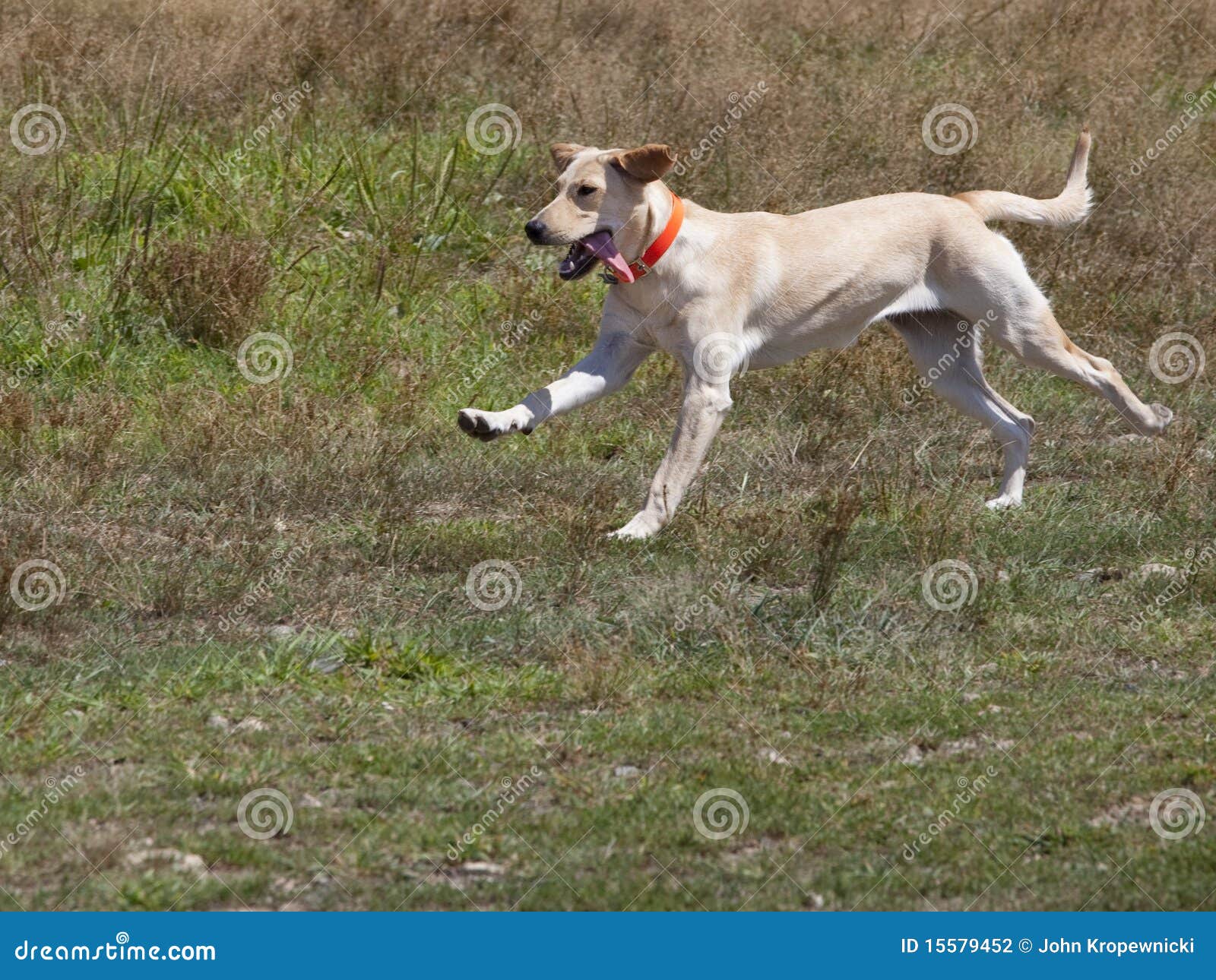 Yellow Lab Running with Tongue Hanging Stock Photo - Image of happiness ...