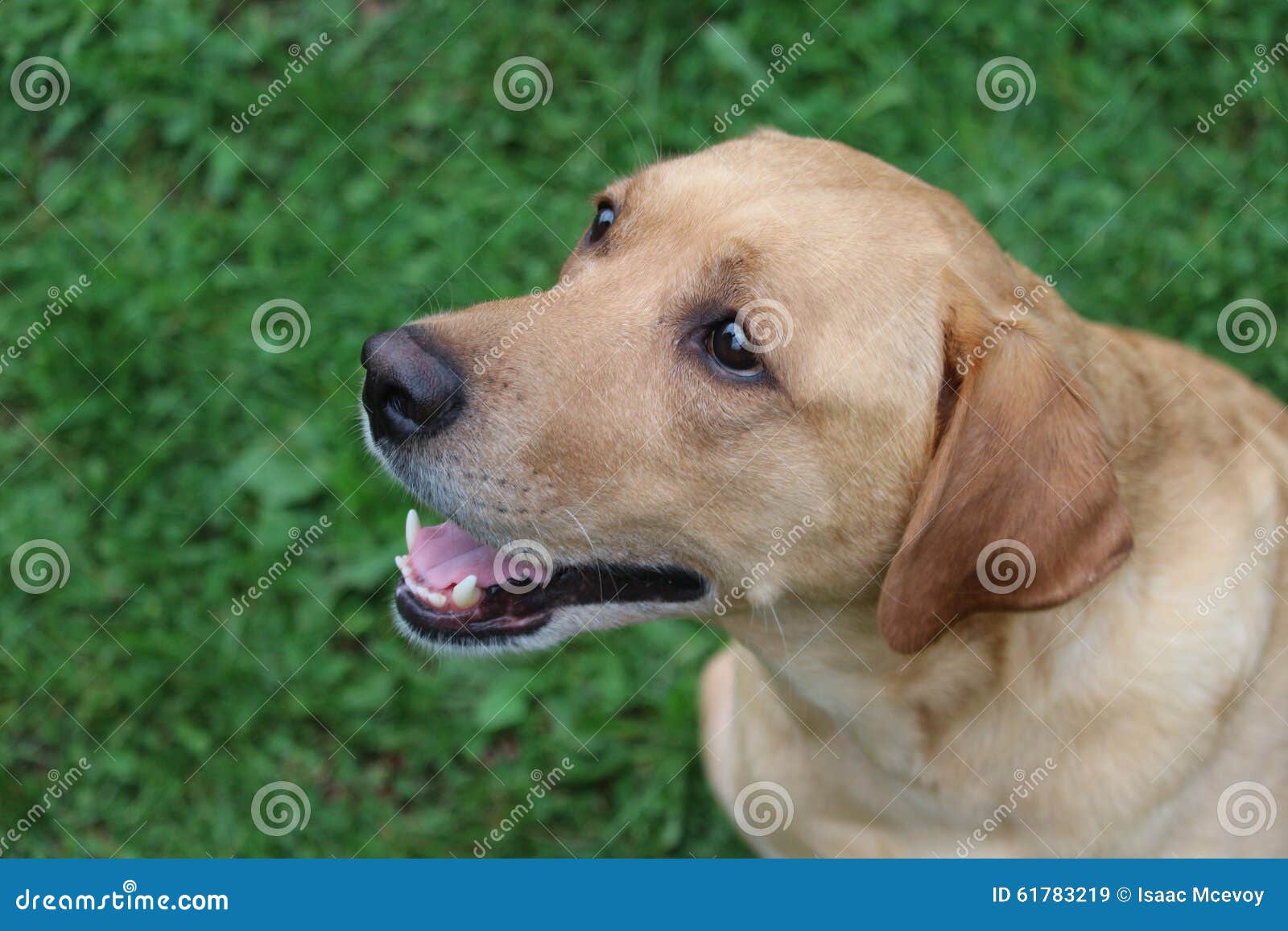 Yellow lab stock image. Image of standing, mammal, yellow - 61783219