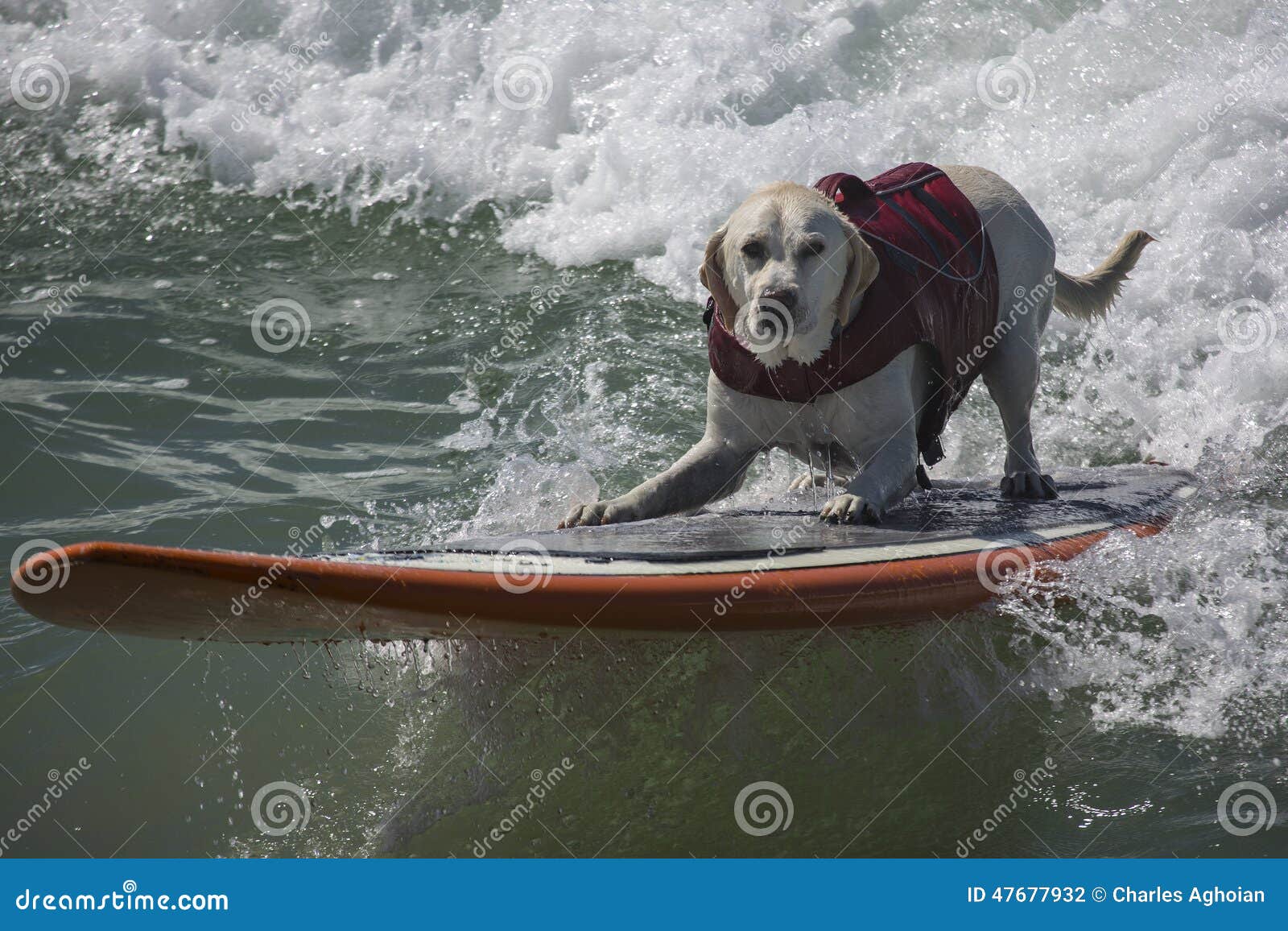 Yellow Lab surfing stock photo. Image of wave, sport - 47677932