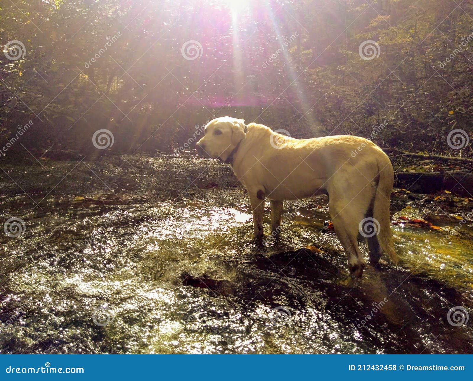 Yellow lab in water stock photo. Image of plant, wildlife - 212432458
