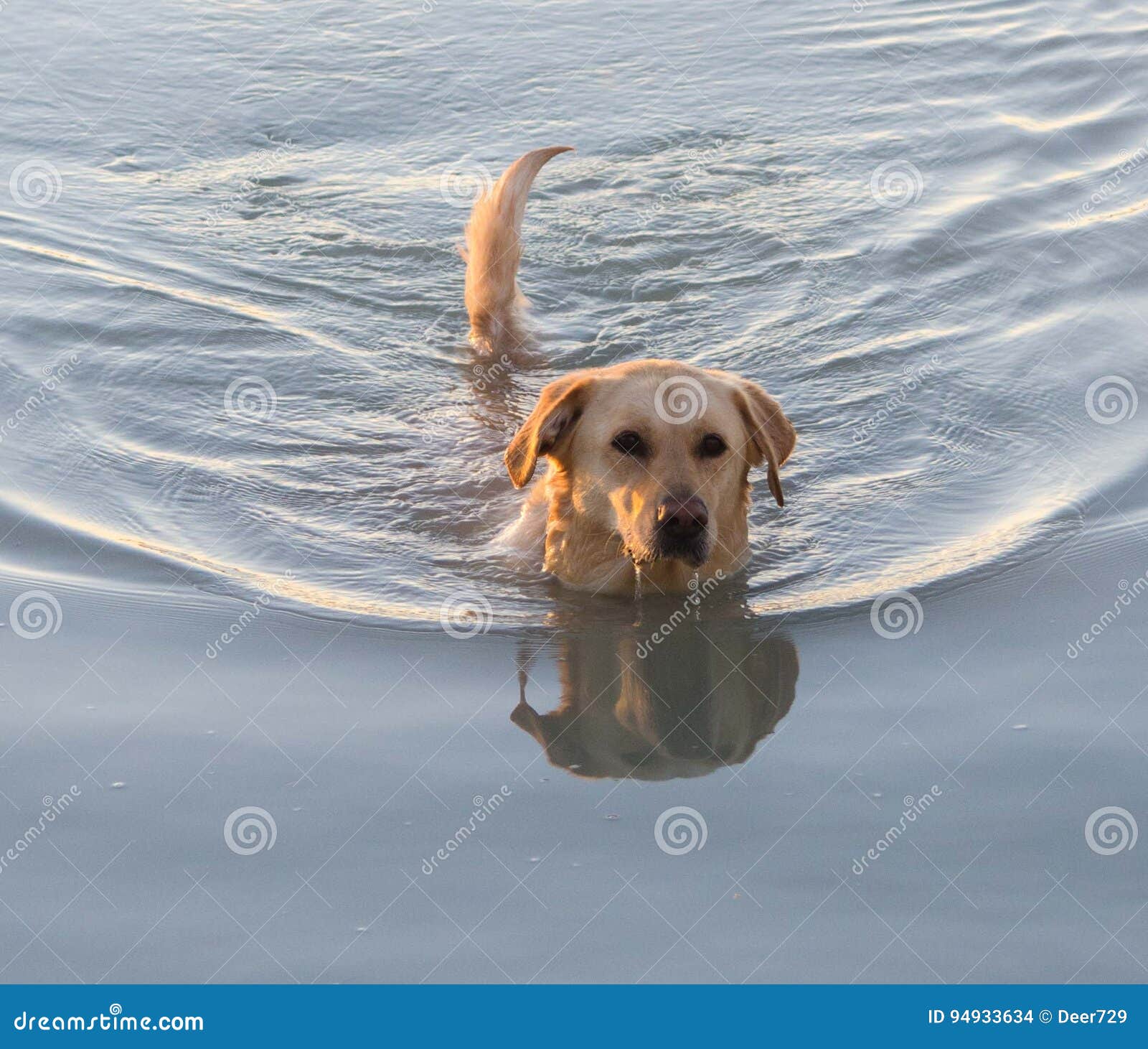 Yellow Lab in the Water stock photo. Image of sunshine - 94933634