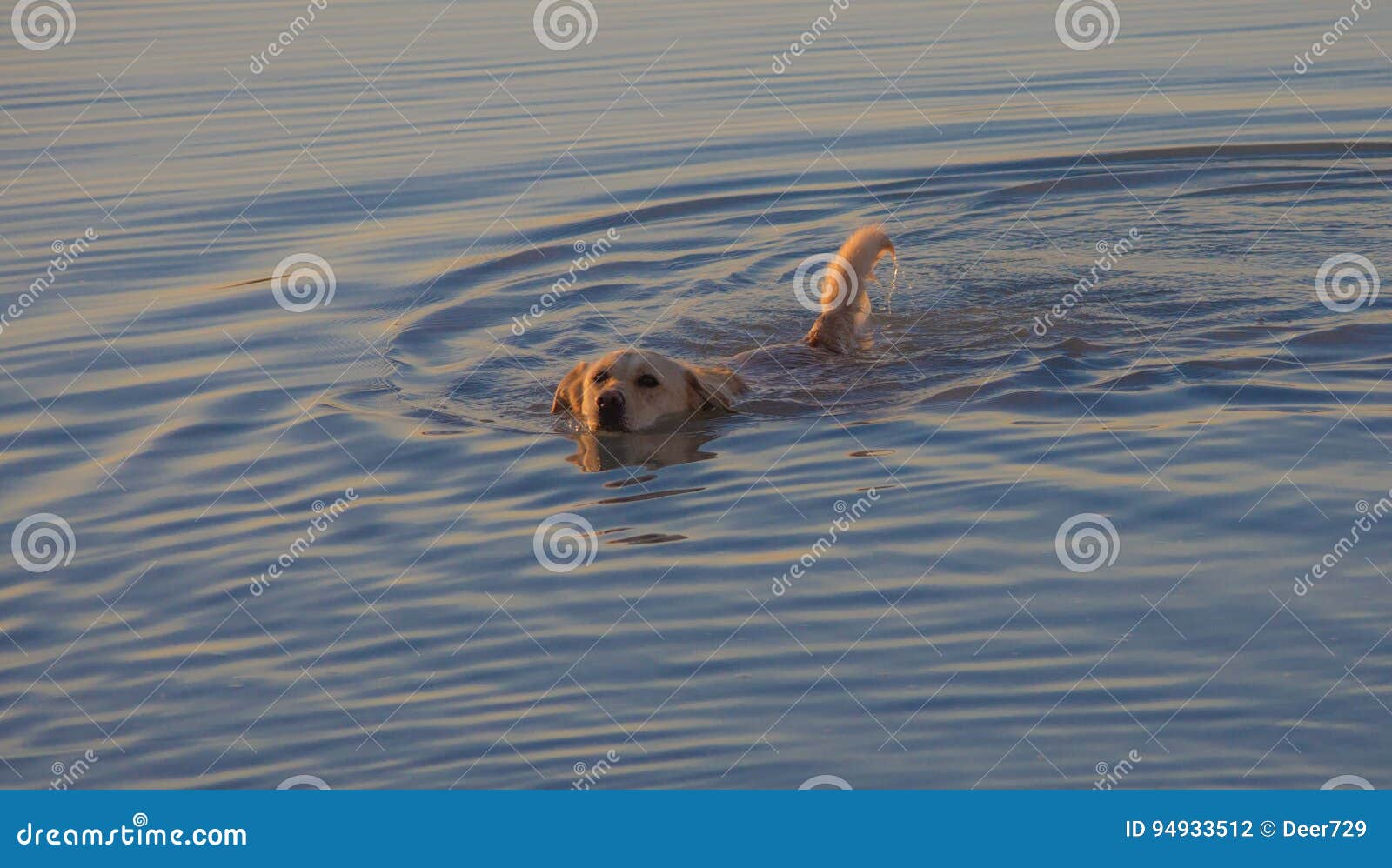 Yellow Lab in the Water stock photo. Image of swimming - 94933512