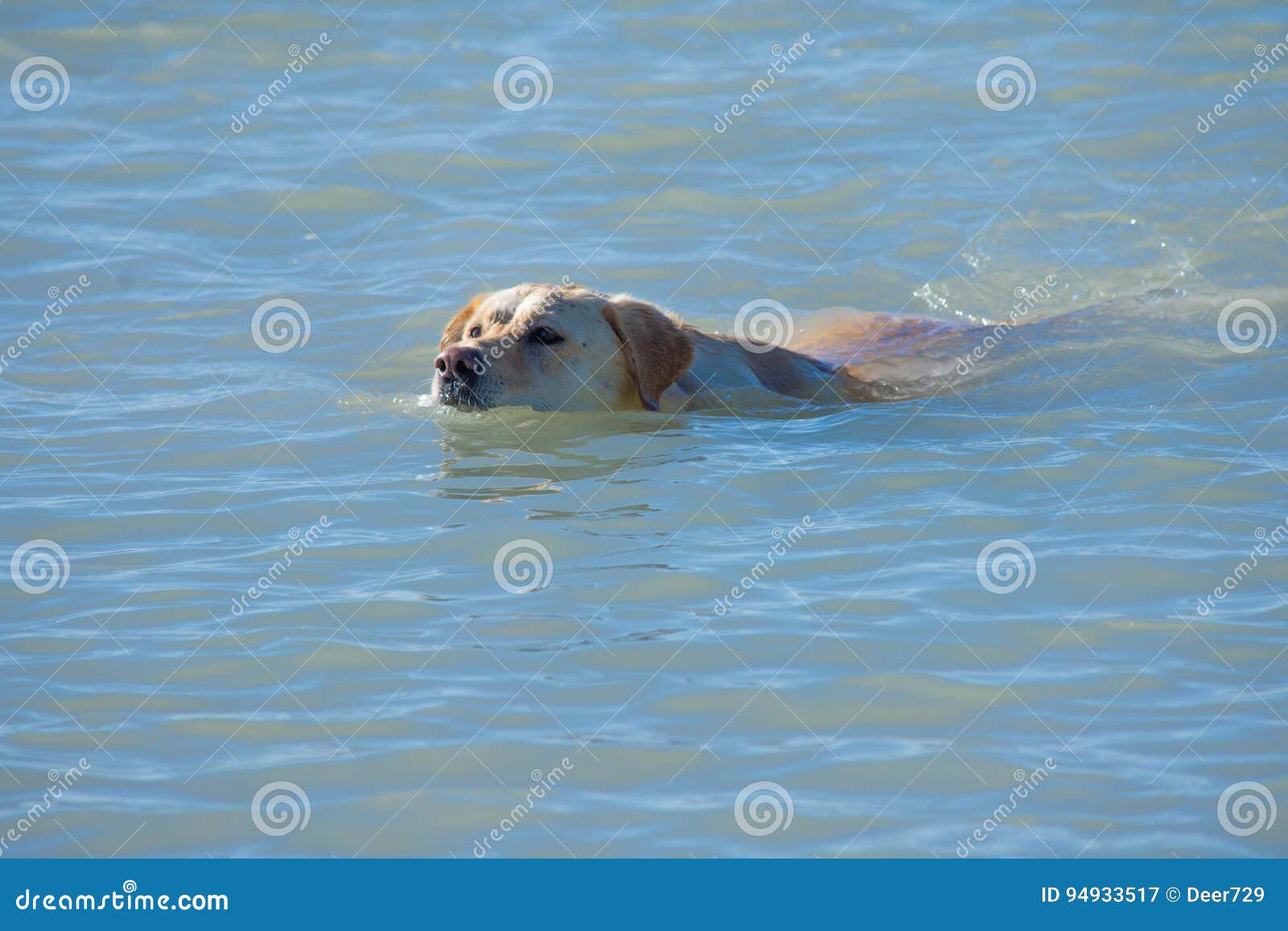 Yellow Lab in the Water stock image. Image of active - 94933517
