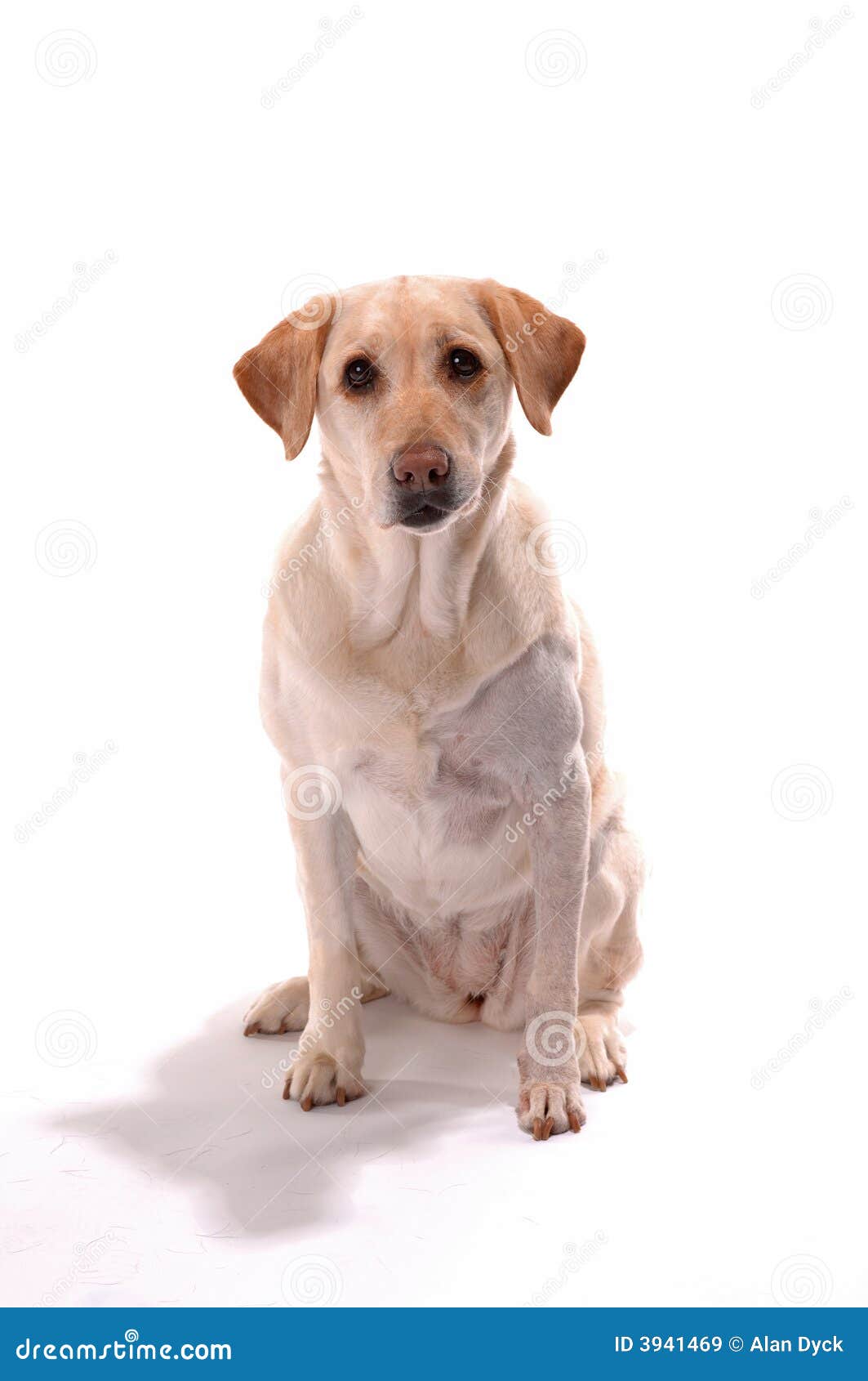 Labrador White Backround Photos - Free & Royalty-Free Stock Photos from ...