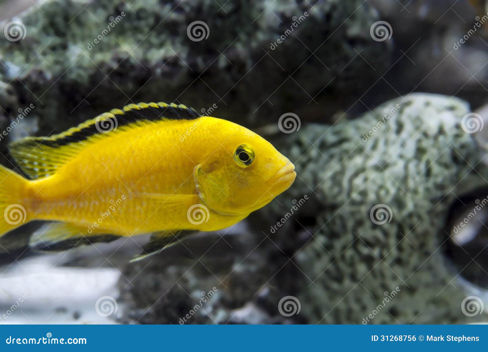 Yellow Labidochromis African Cichlid Stock Photography | CartoonDealer ...