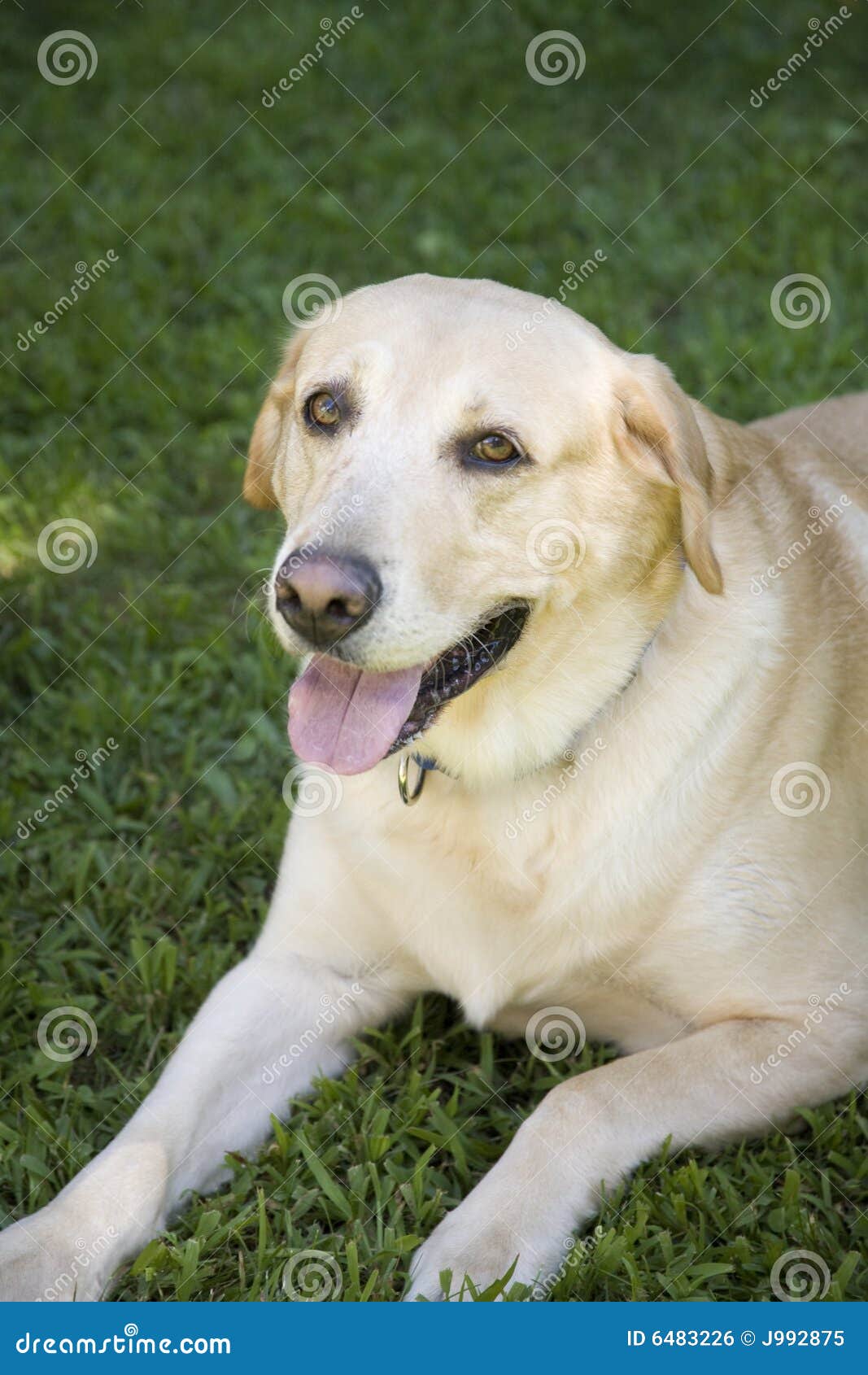 √√ Yellow Lab Puppies Yukon Canada - Buy Puppy In Your Area