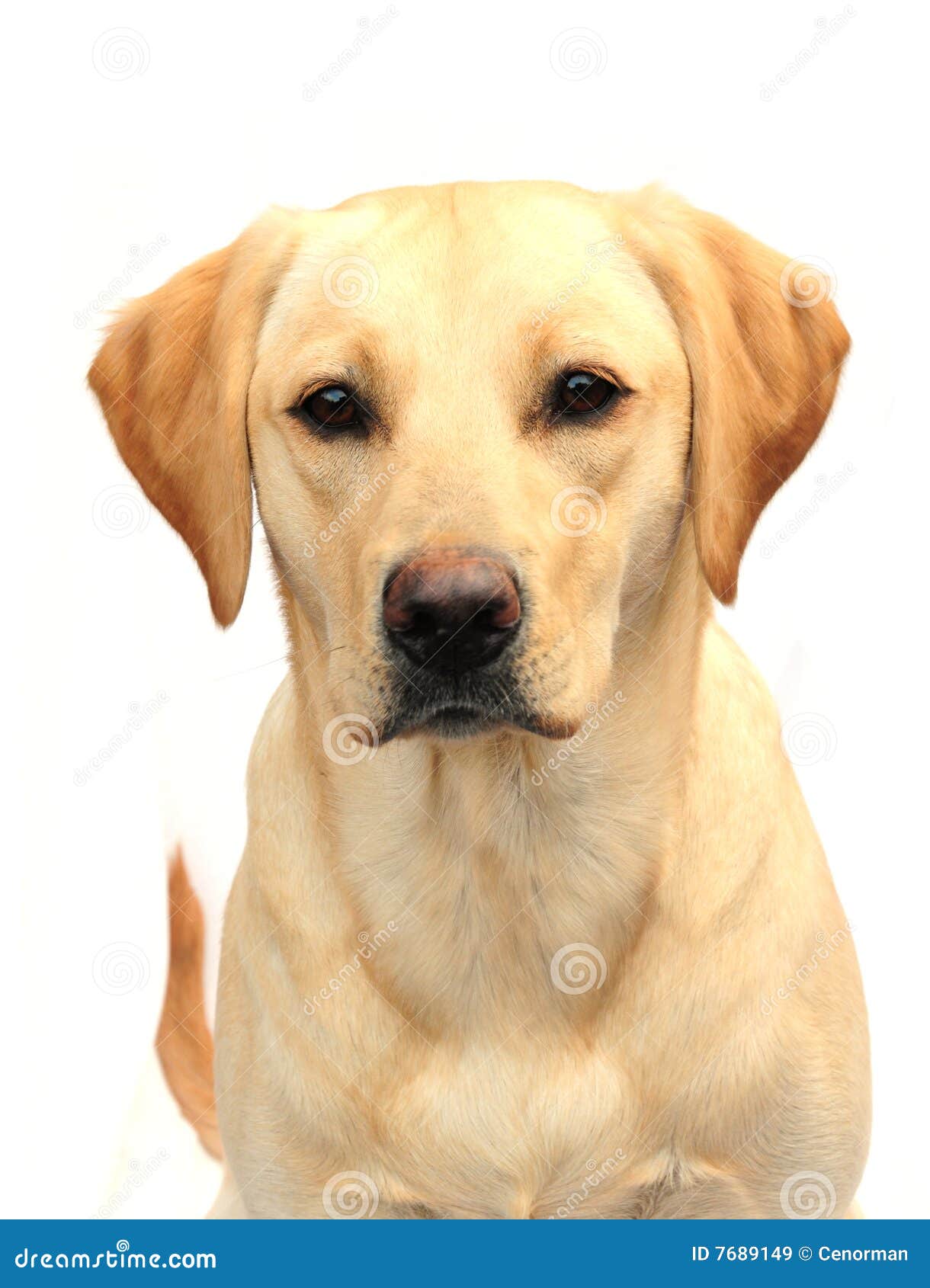 Yellow labrador stock image. Image of puppy, labrador - 7689149