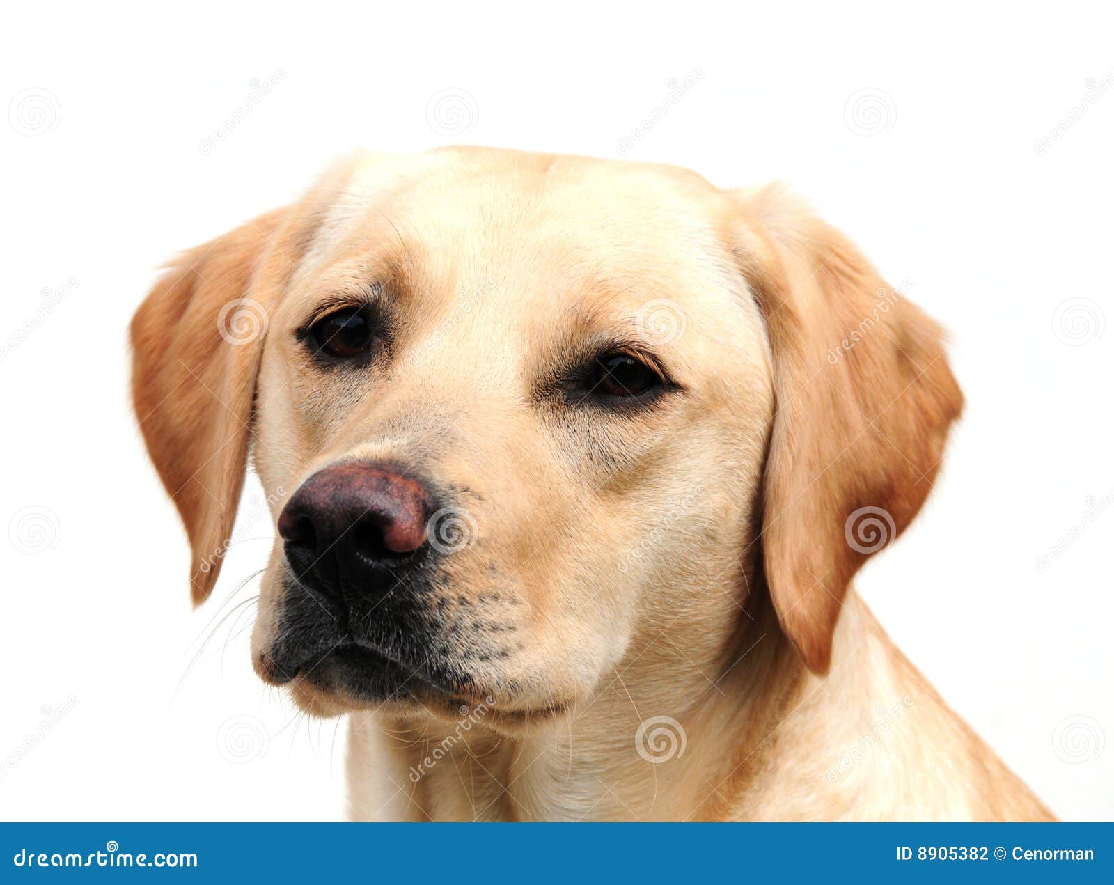 Yellow labrador stock photo. Image of eyes, background - 8905382