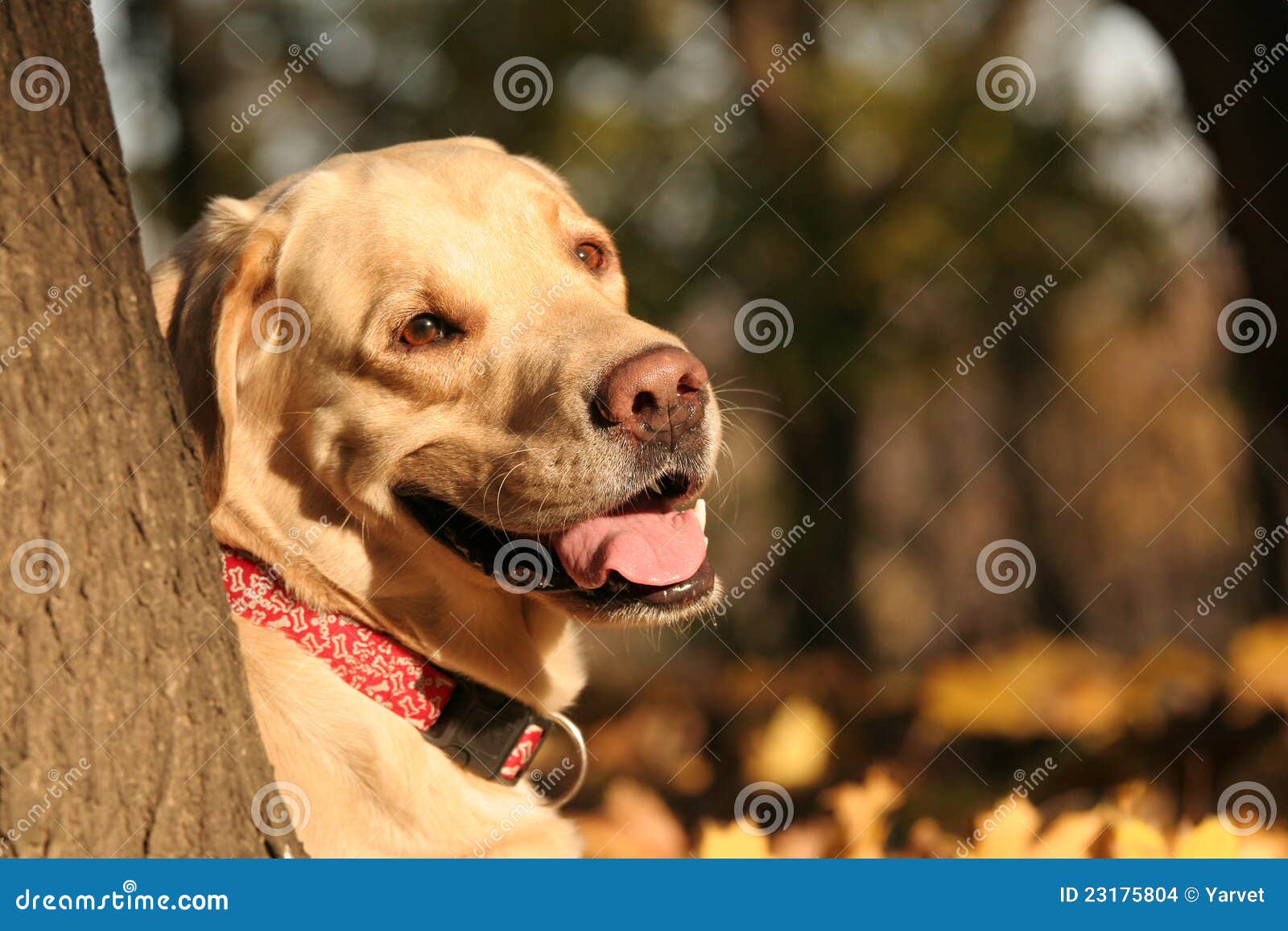 A Yellow Labrador in the Autumn Park Stock Photo - Image of fresh ...