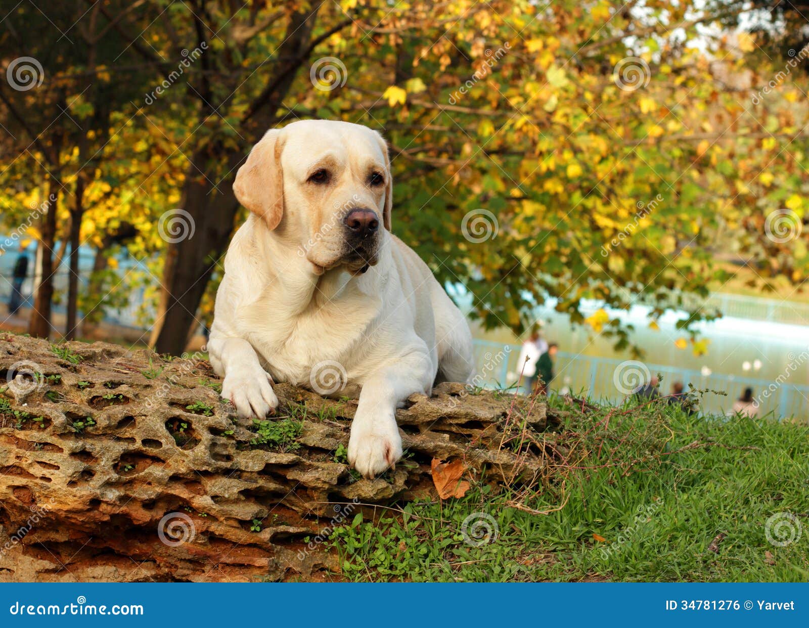 Yellow labrador in autumn stock photo. Image of happiness - 34781276