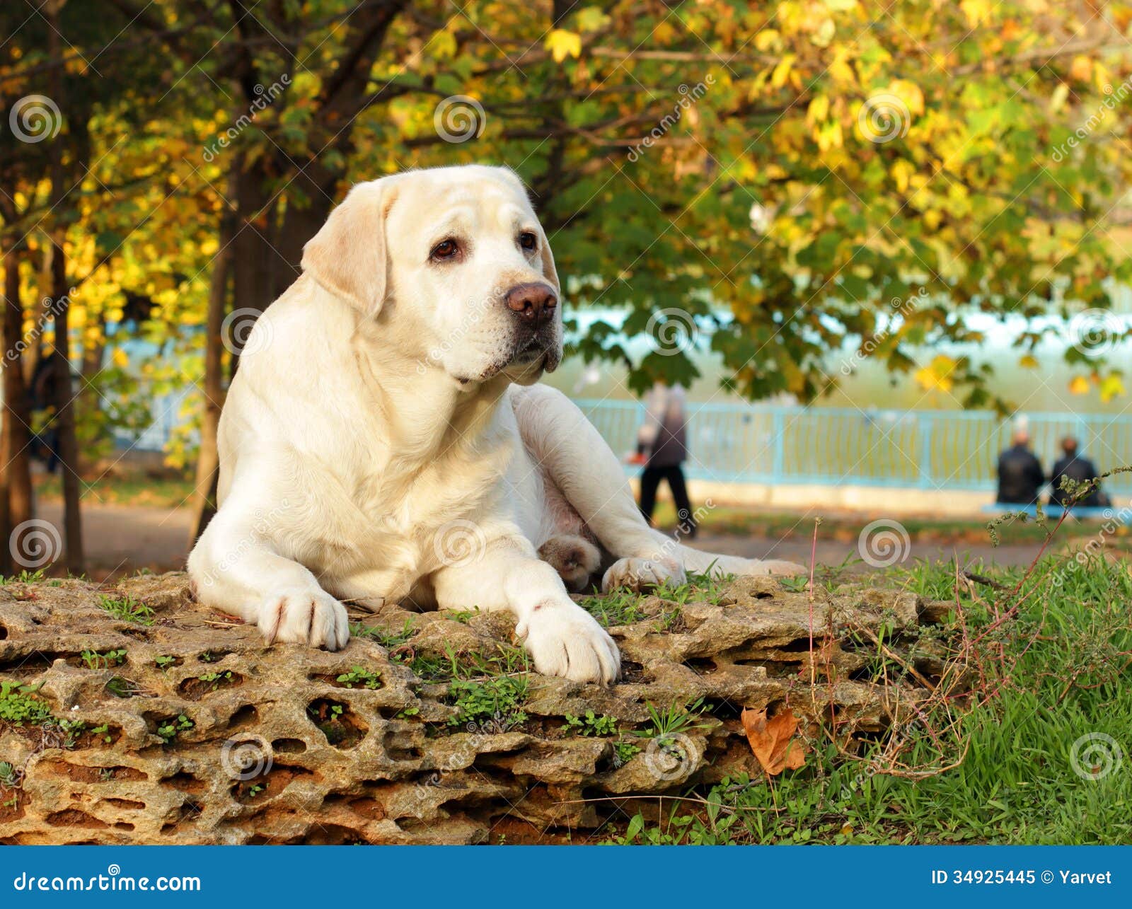 Yellow labrador in autumn stock image. Image of retriever - 34925445