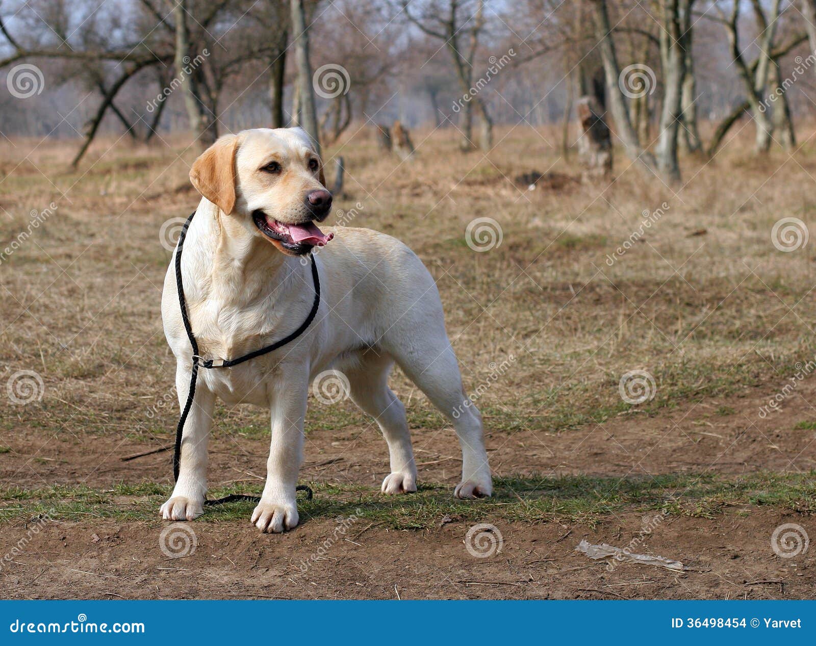 Yellow labrador in autumn stock photo. Image of child - 36498454