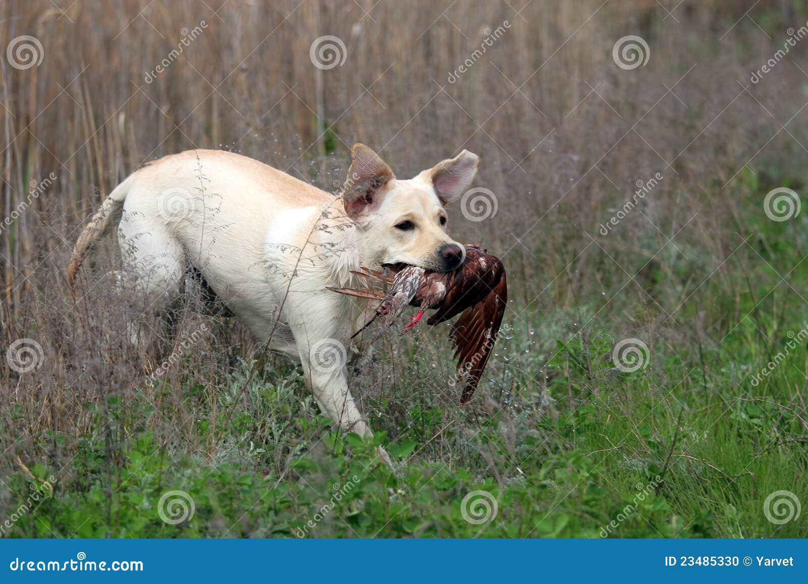 Bird Fetch Weed In Farm Crop Field Stock Image | CartoonDealer.com ...