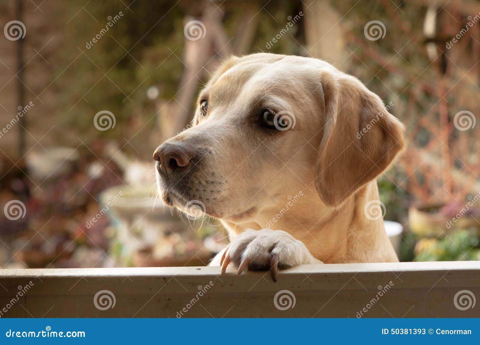 Yellow labrador stock image. Image of gold, outdoors - 50381393