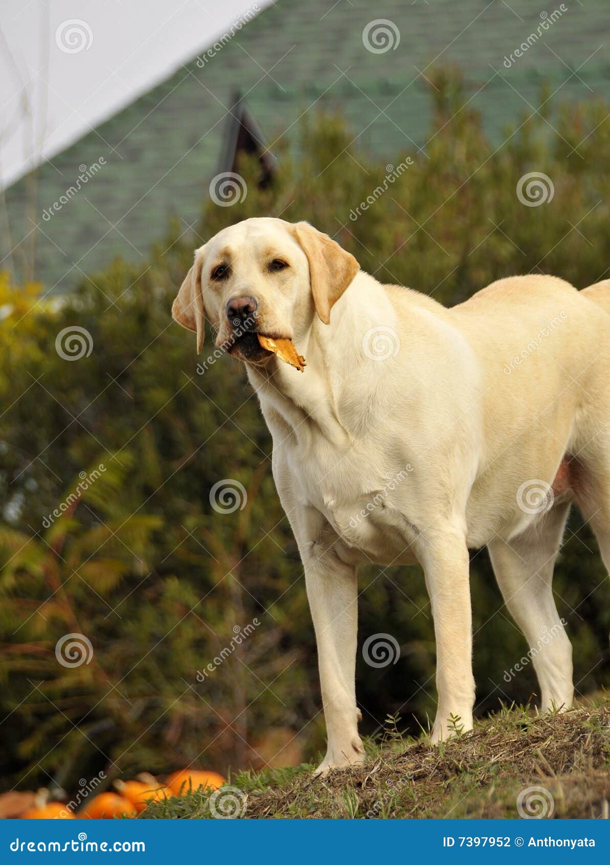 Yellow Labrador Dog stock photo. Image of daylight, command - 7397952