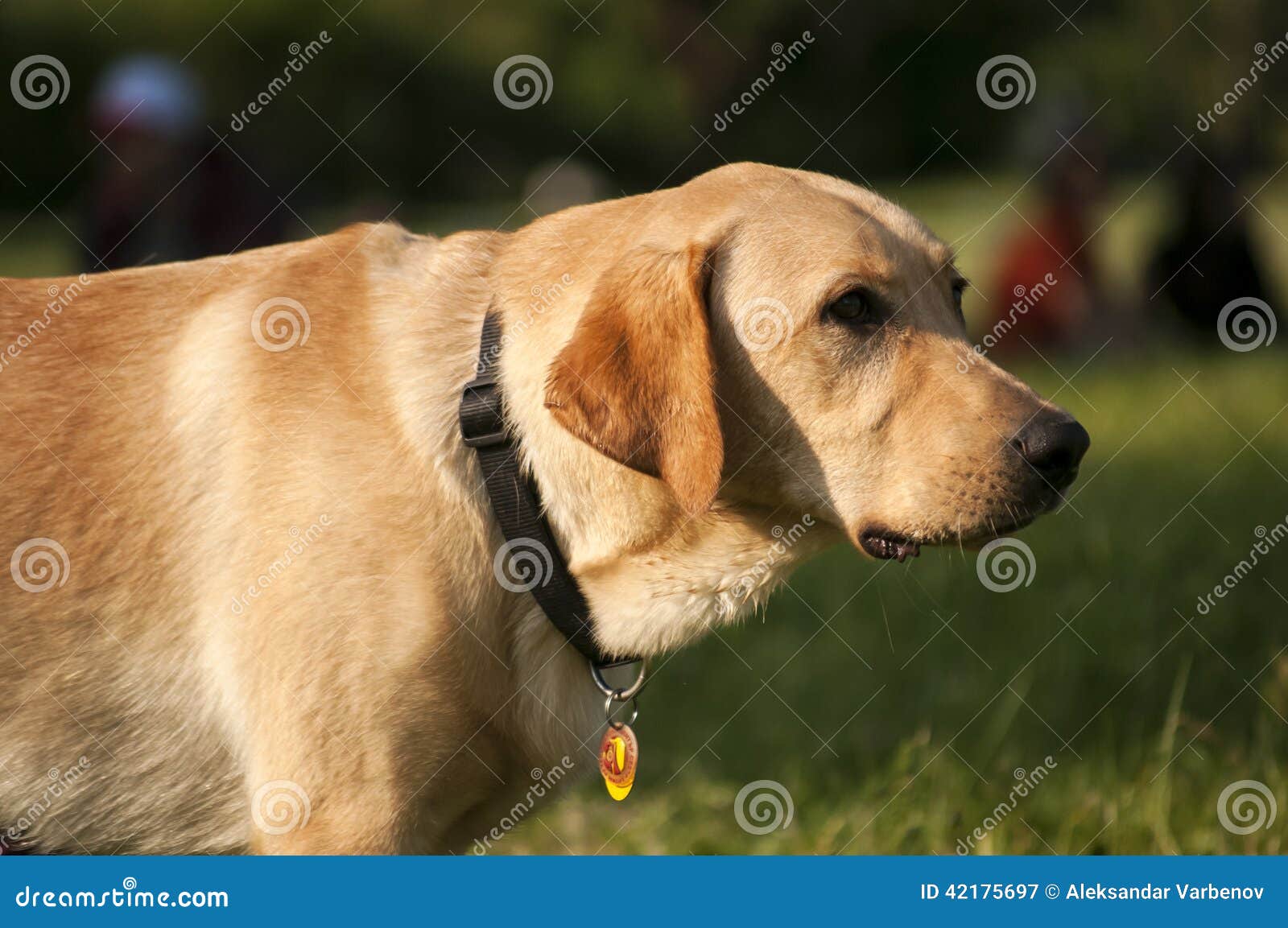 Yellow Labrador Dog Closeup Stock Image - Image of labrador, yellow ...