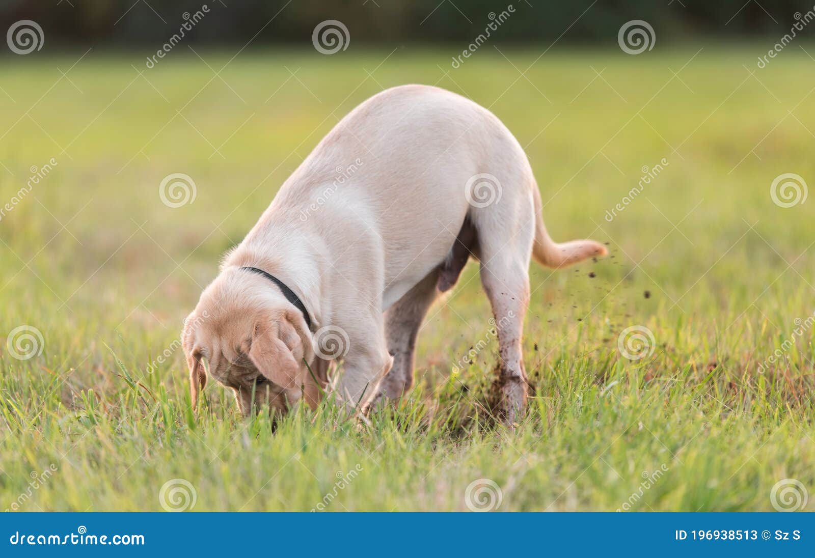 Yellow Labrador Dog Dig a Hole in the Park Stock Image - Image of hole ...