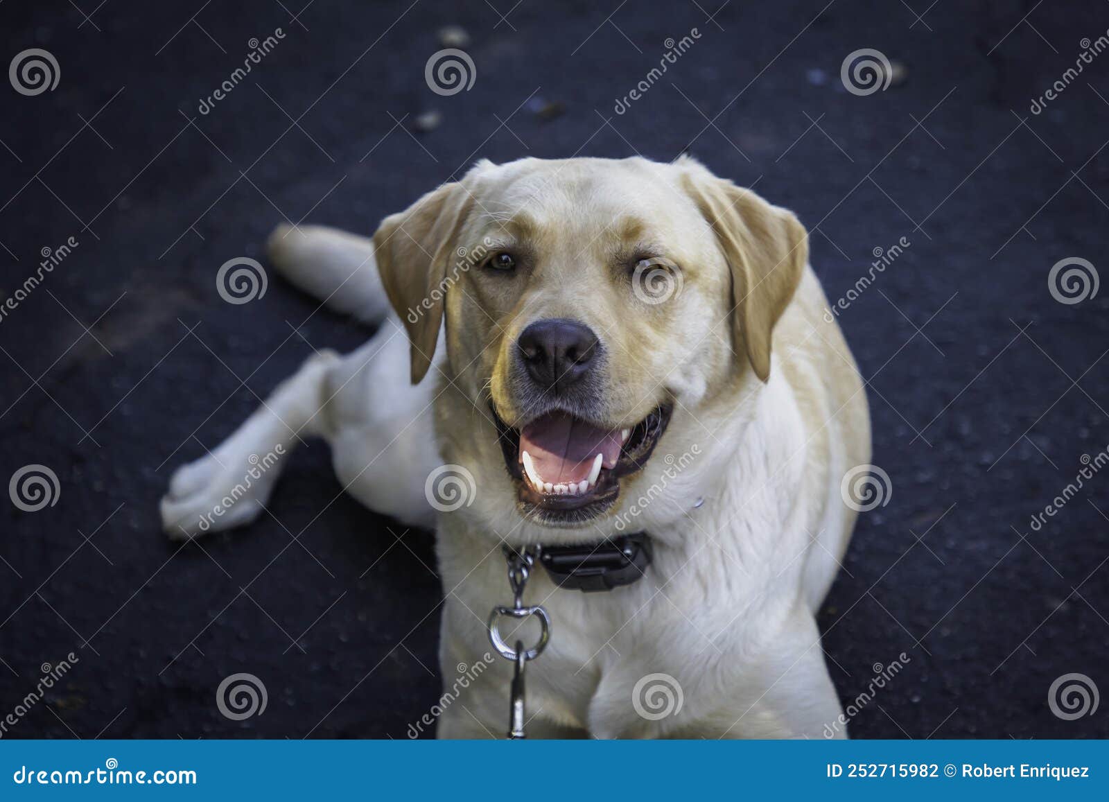 A Yellow Labrador Dog Portrait Stock Photo - Image of face, closeup ...