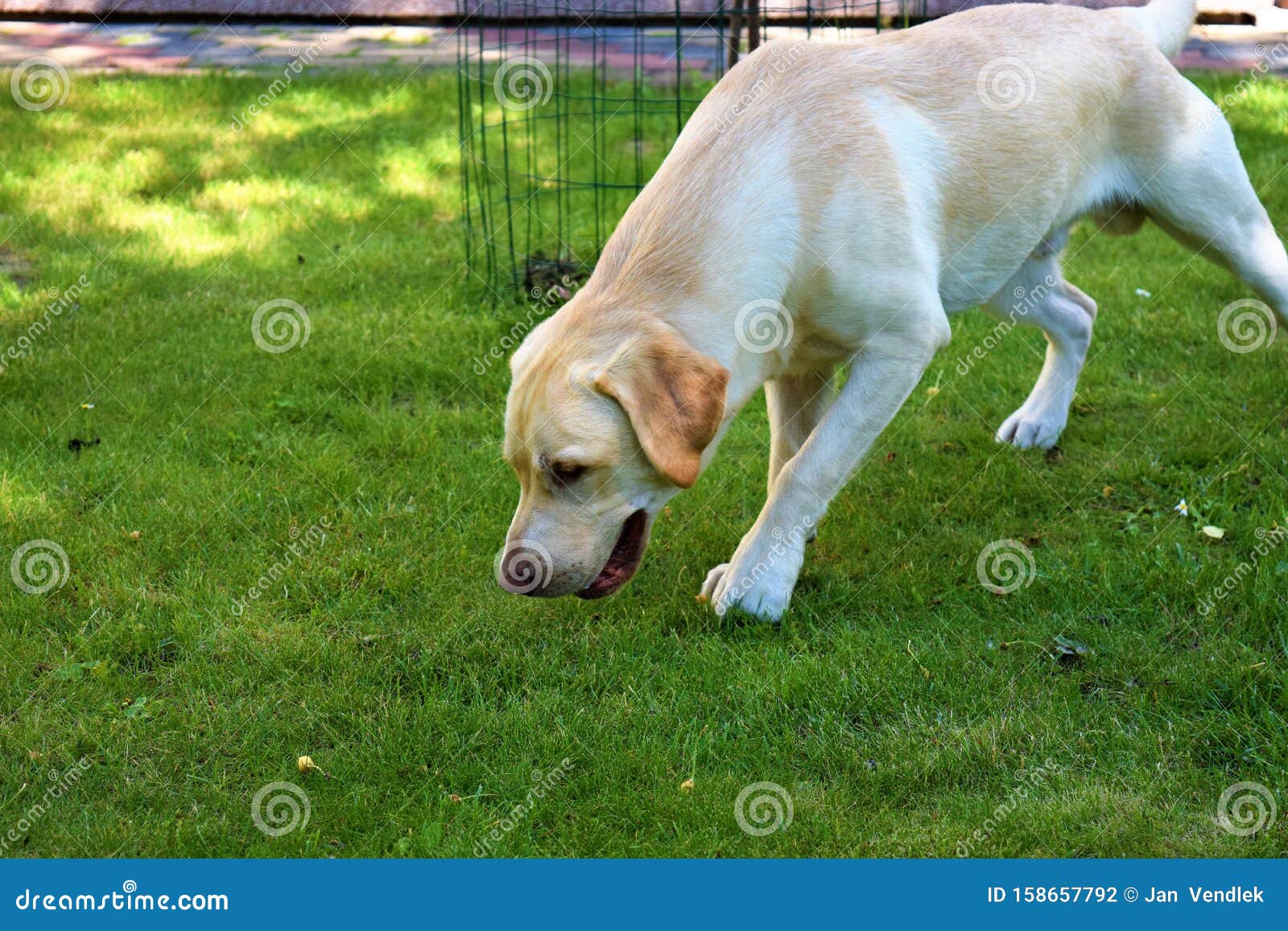 Yellow Labrador Dog in the Spring Garden Stock Photo - Image of golden ...