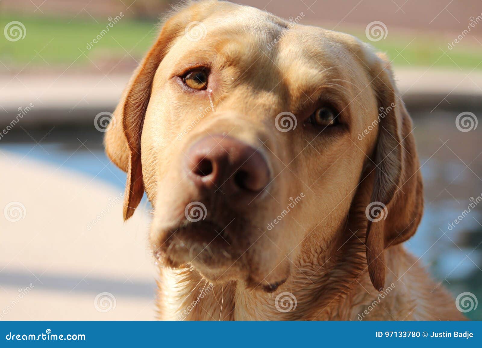 Yellow Labrador stock photo. Image of yellowlab, retriever - 97133780