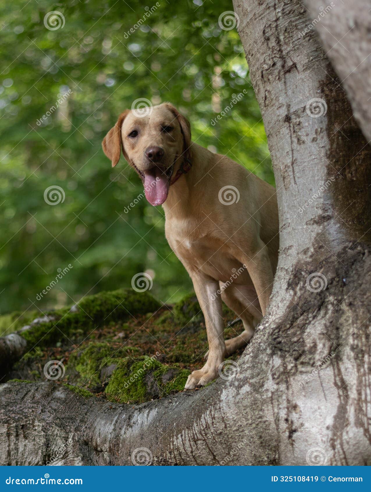 Yellow Labrador in the Forest Peeping Out from Behind a Tree Stock ...