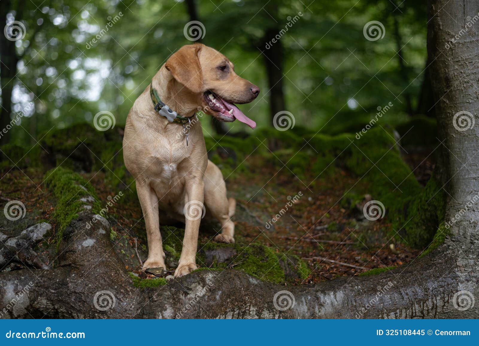 Yellow Labrador in the Forest Peeping Out from Behind a Tree Stock ...