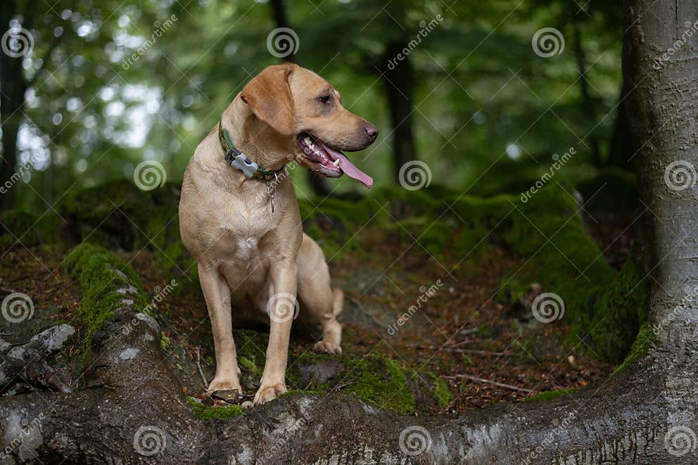 Yellow Labrador in the Forest Peeping Out from Behind a Tree Stock ...