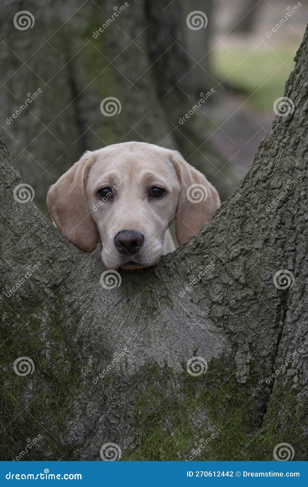 Yellow Labrador in the Forest on a Tree Stock Photo - Image of terrier ...