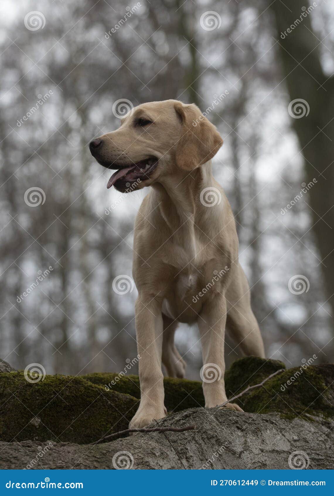 Yellow Labrador in the Forest on a Tree Stock Image - Image of snout ...