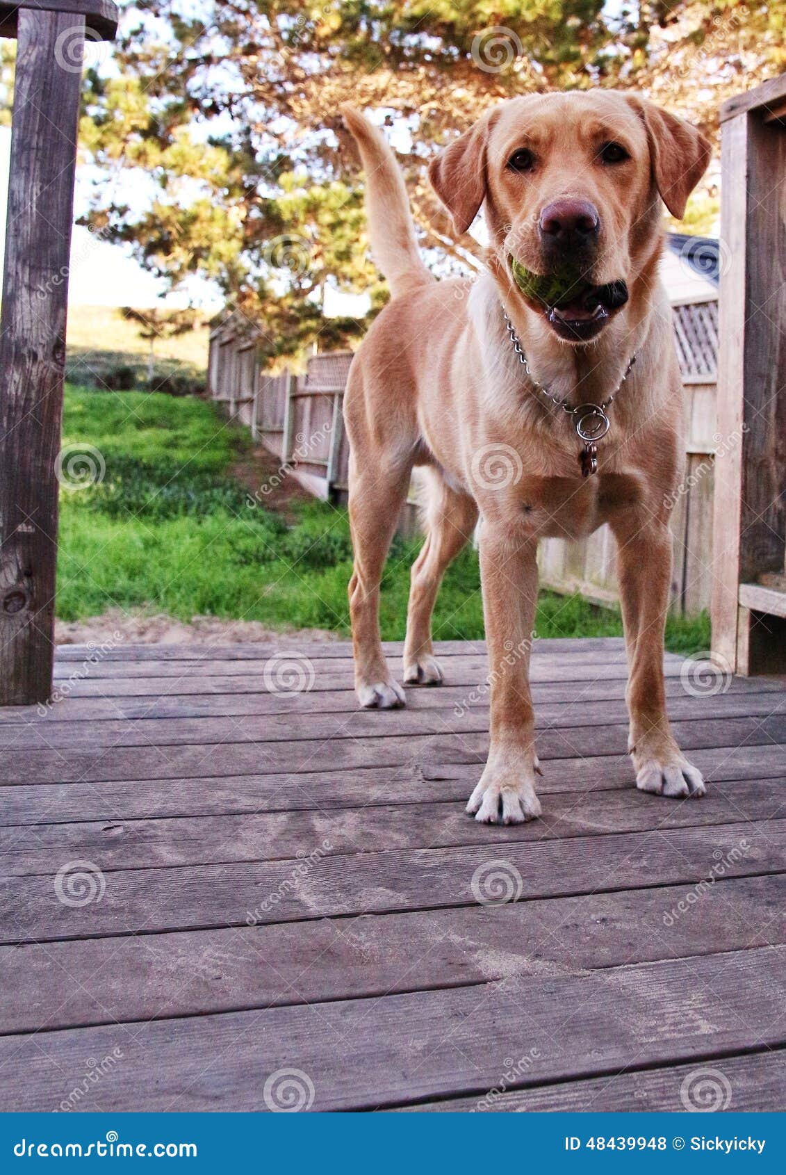 A yellow Labrador stock photo. Image of retriever, playing - 48439948