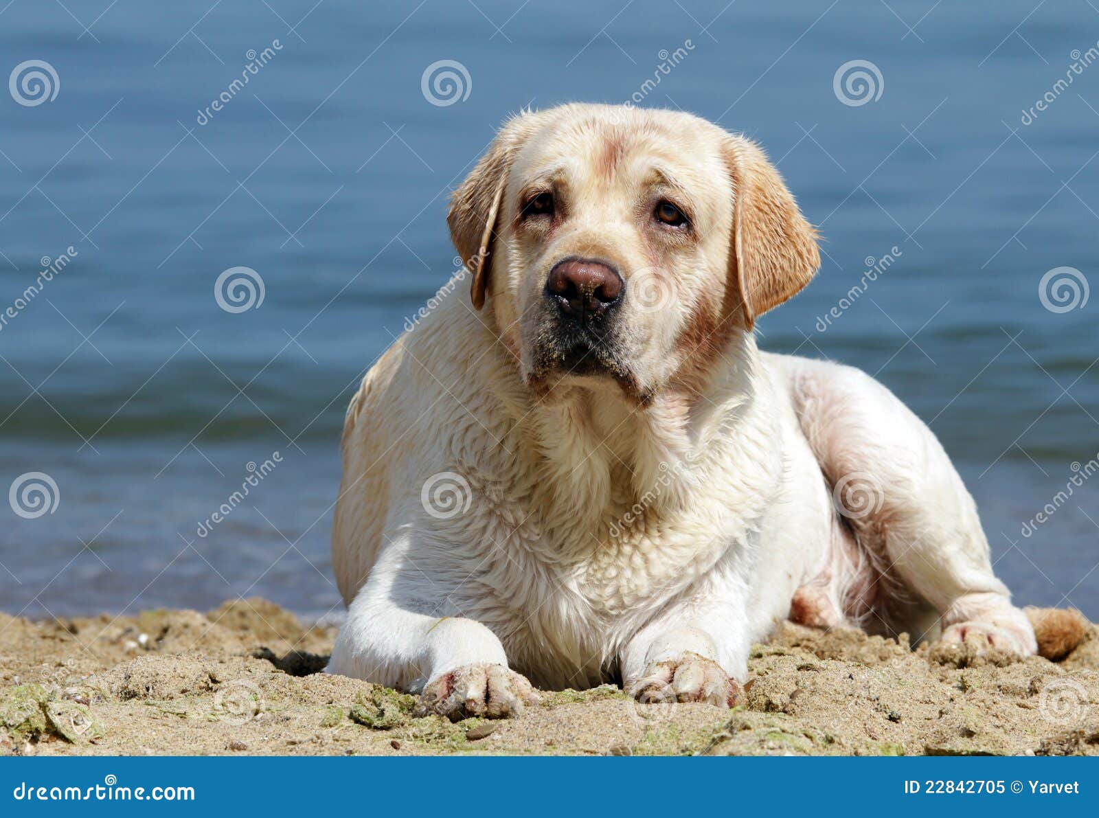 Yellow Labrador Laying at the Beach Stock Image - Image of pedigree ...