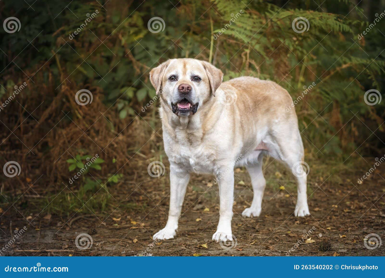Yellow Labrador Looking at the Camera in Autumn Stock Photo - Image of ...