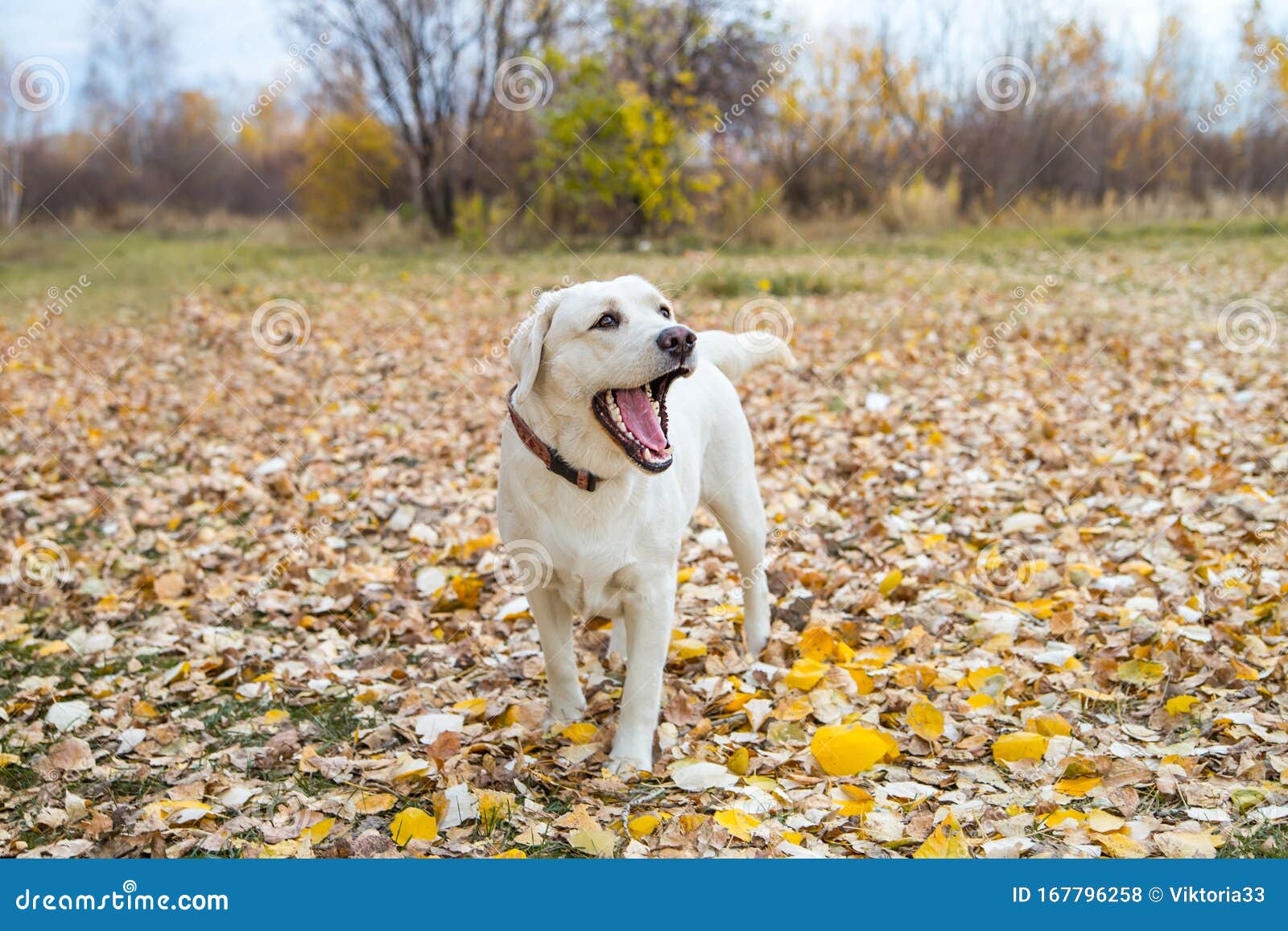 Yellow Labrador in the Park in Autumn Stock Photo - Image of surprised ...