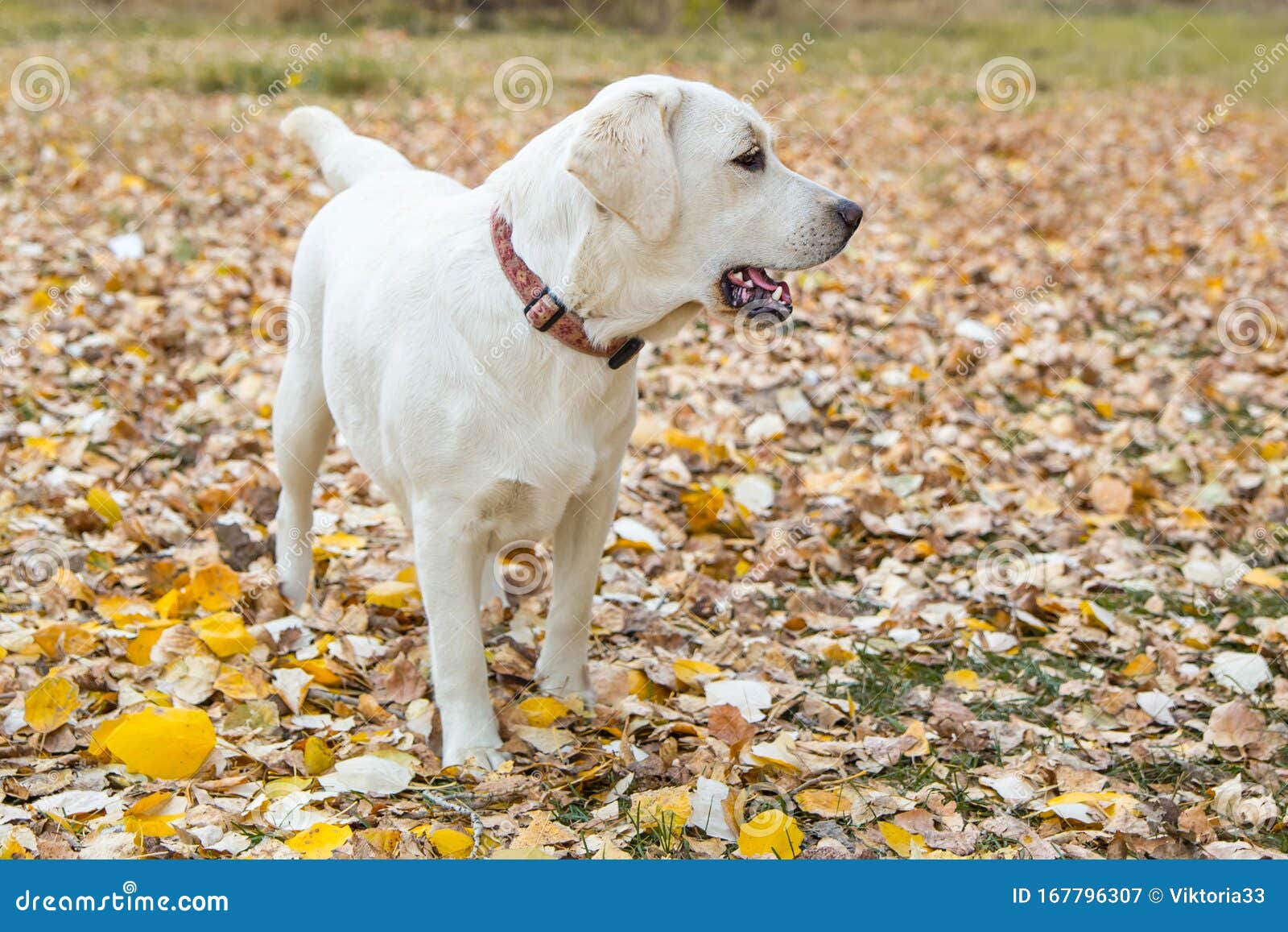 Yellow Labrador in the Park in Autumn Stock Image - Image of beautiful ...