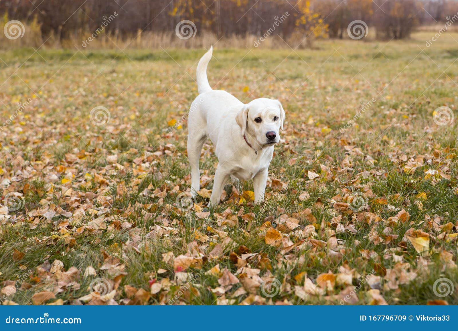 Yellow Labrador in the Park in Autumn Stock Image - Image of friend ...