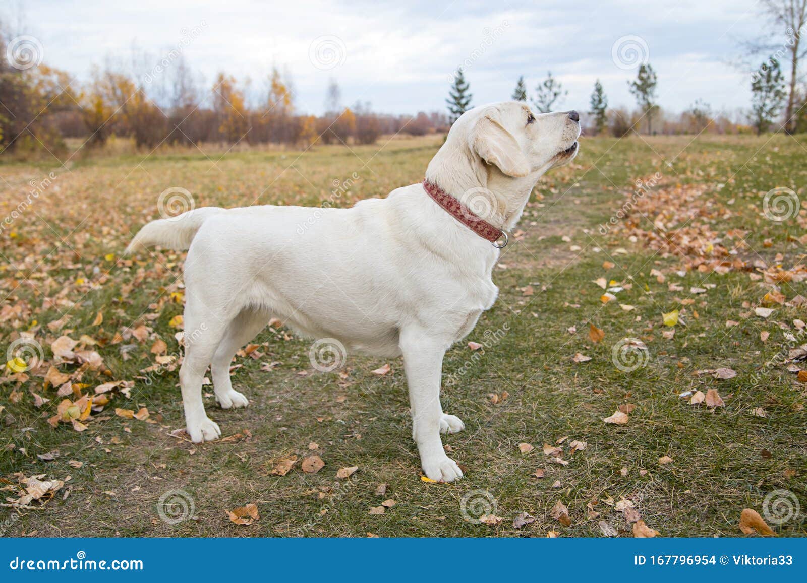 Yellow Labrador in the Park in Autumn Stock Photo - Image of animal ...