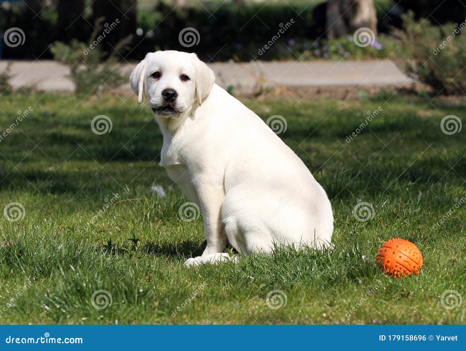 The Yellow Labrador in the Park Stock Photo - Image of puppy, happiness ...