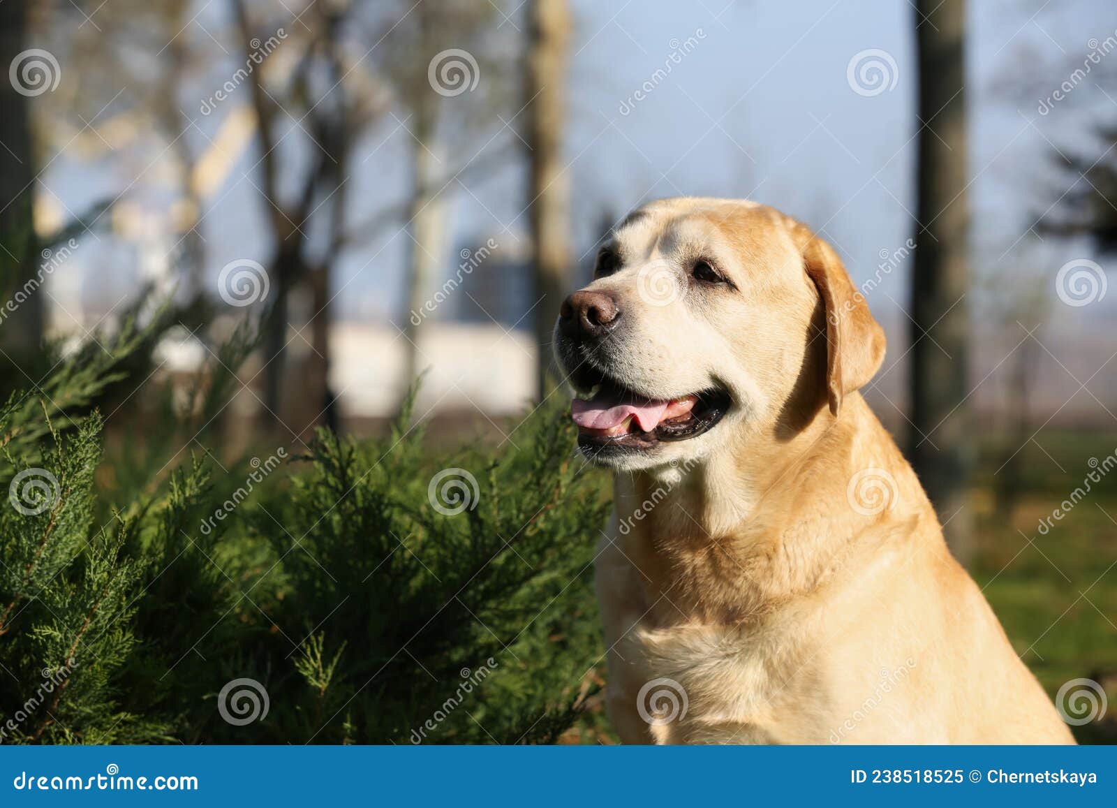 Yellow Labrador in Park on Sunny Day Stock Image - Image of copy ...