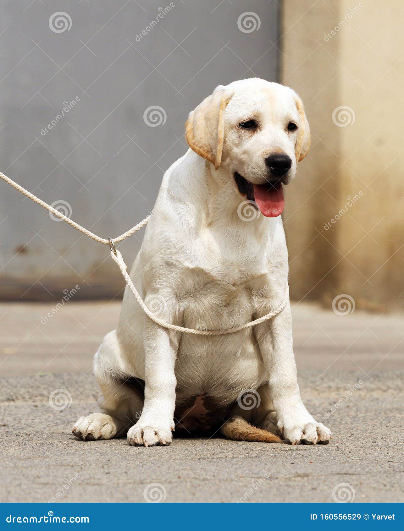 Yellow Labrador in the Park Stock Image - Image of pale, breed: 160556529