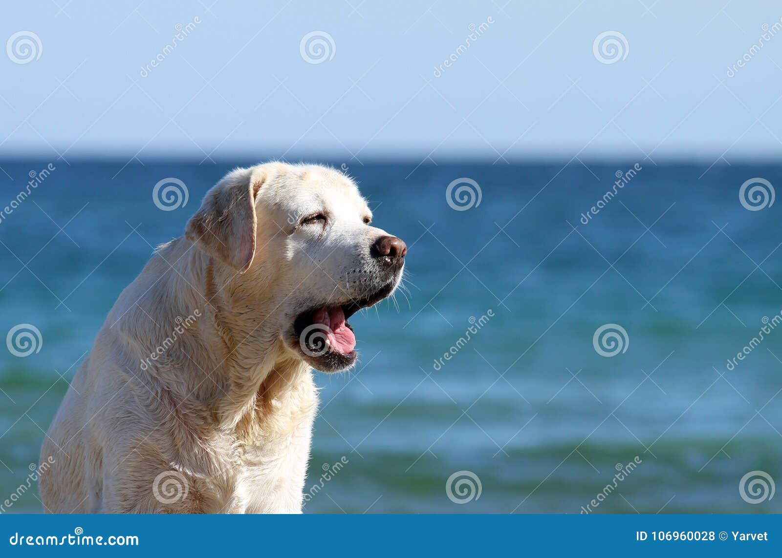 Yellow Labrador Playing at the Sea Portrait Stock Photo - Image of sand ...