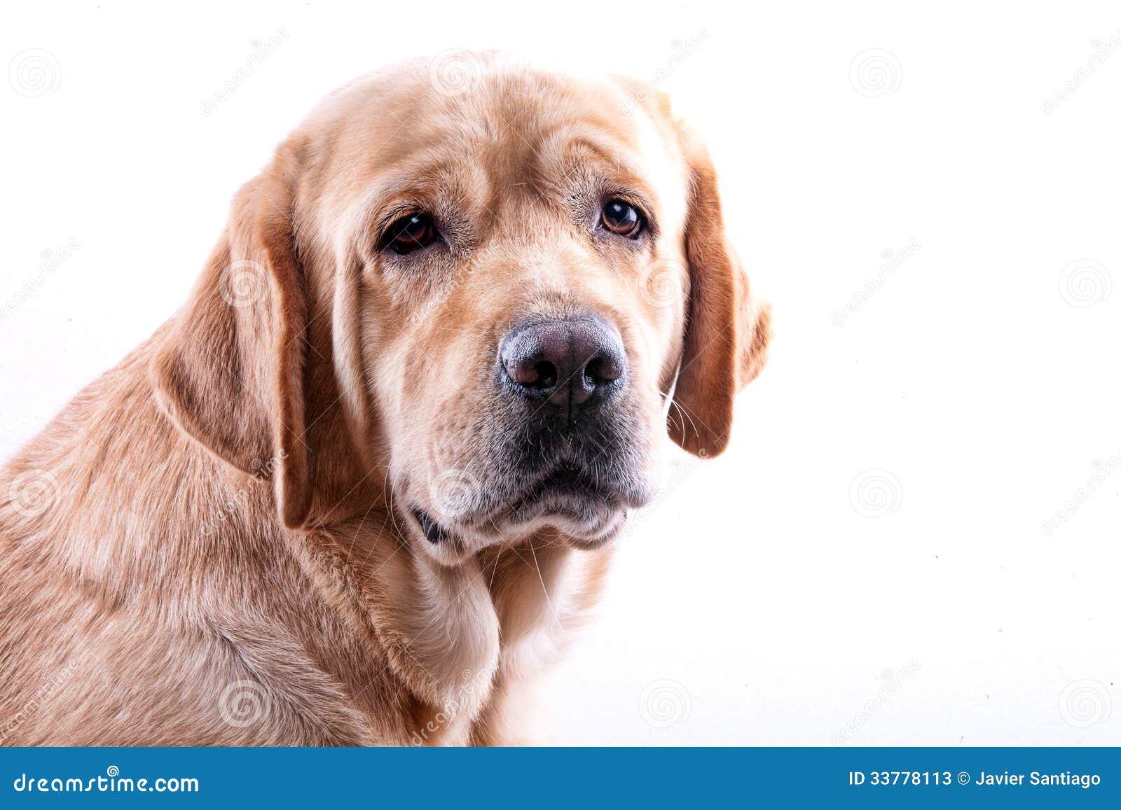 Yellow labrador portrait stock image. Image of breed - 33778113