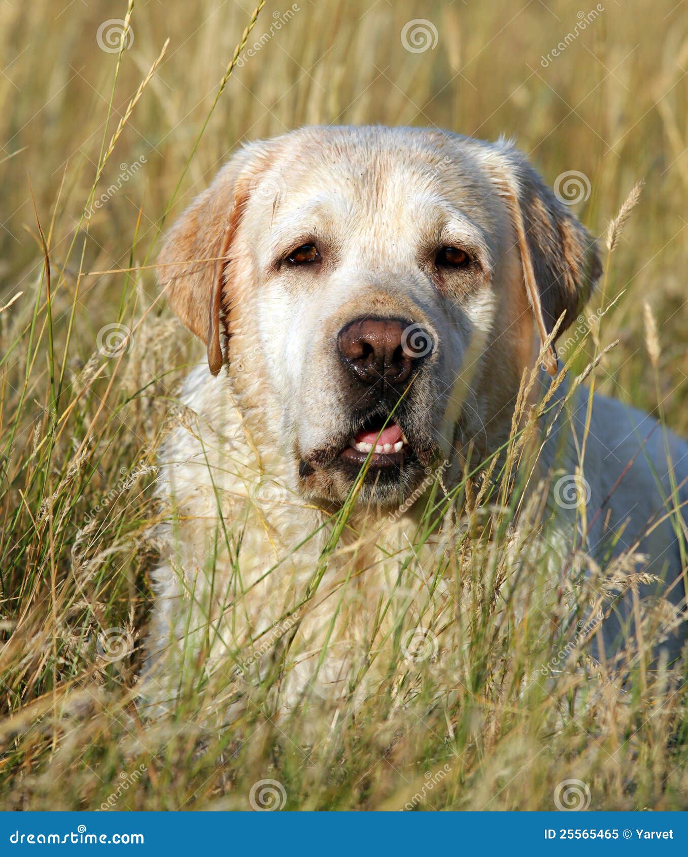 Yellow Labrador Portrait in Field Stock Image - Image of sitting ...
