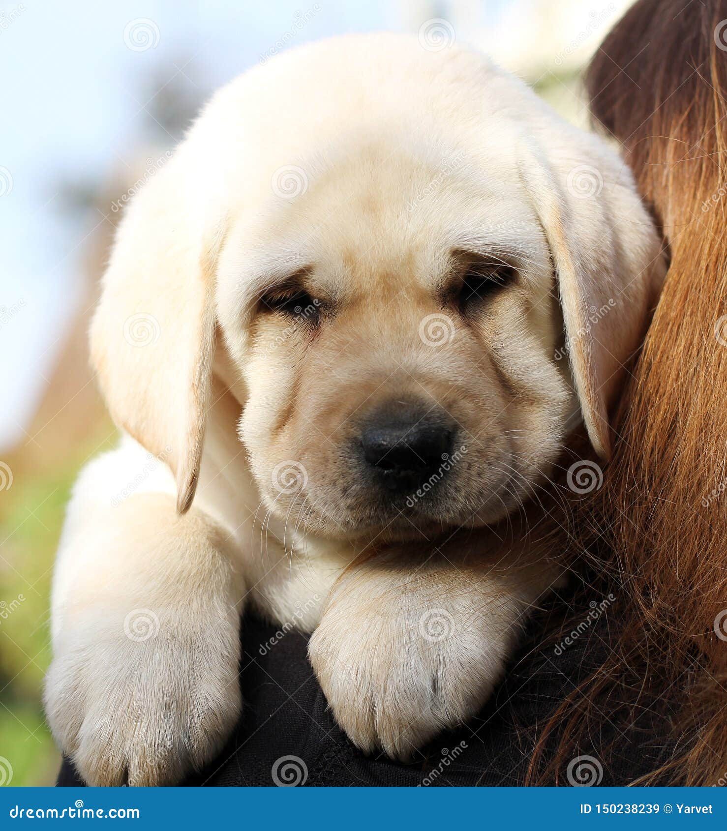 Yellow labrador portrait stock image. Image of retriever - 150238239