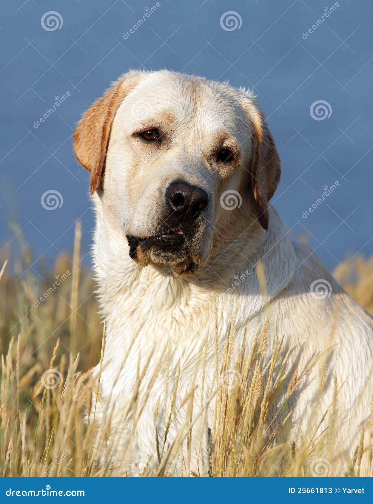 Yellow Labrador Portrait in Summer Stock Image - Image of canine ...