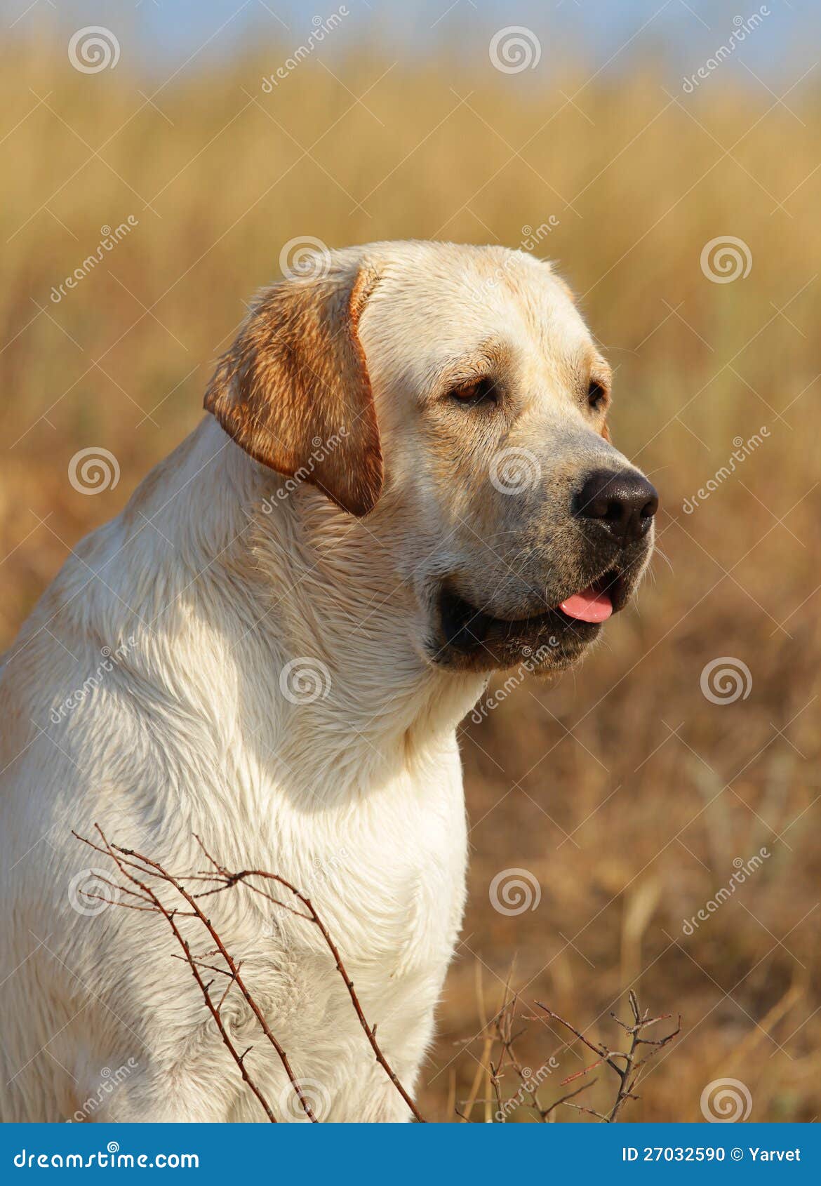 Yellow Labrador Portrait in Summer Stock Photo - Image of pedigree ...