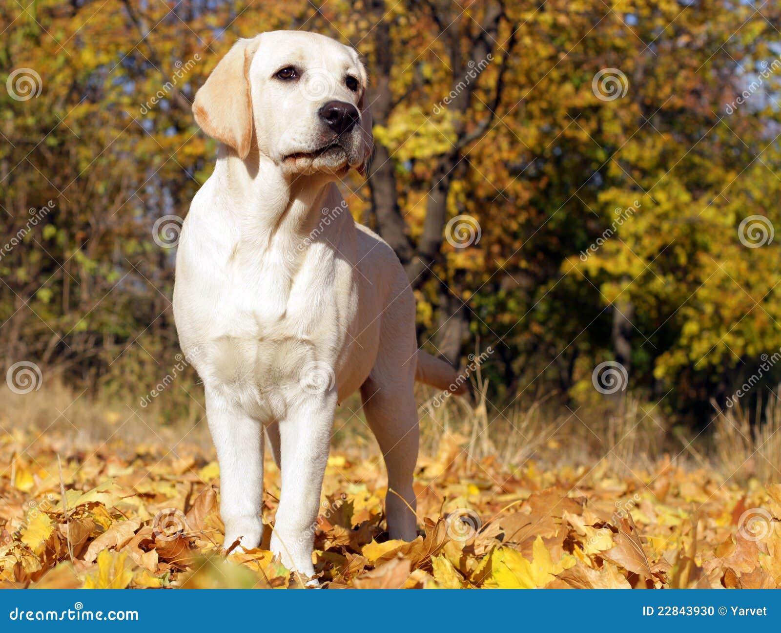 Yellow Labrador Puppy in Autumn Stock Photo - Image of park, happiness ...