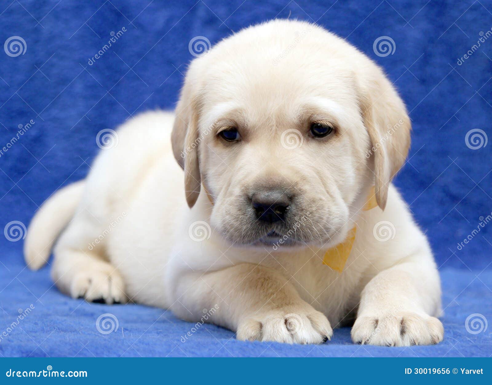 Yellow Lab Puppy Sleeping